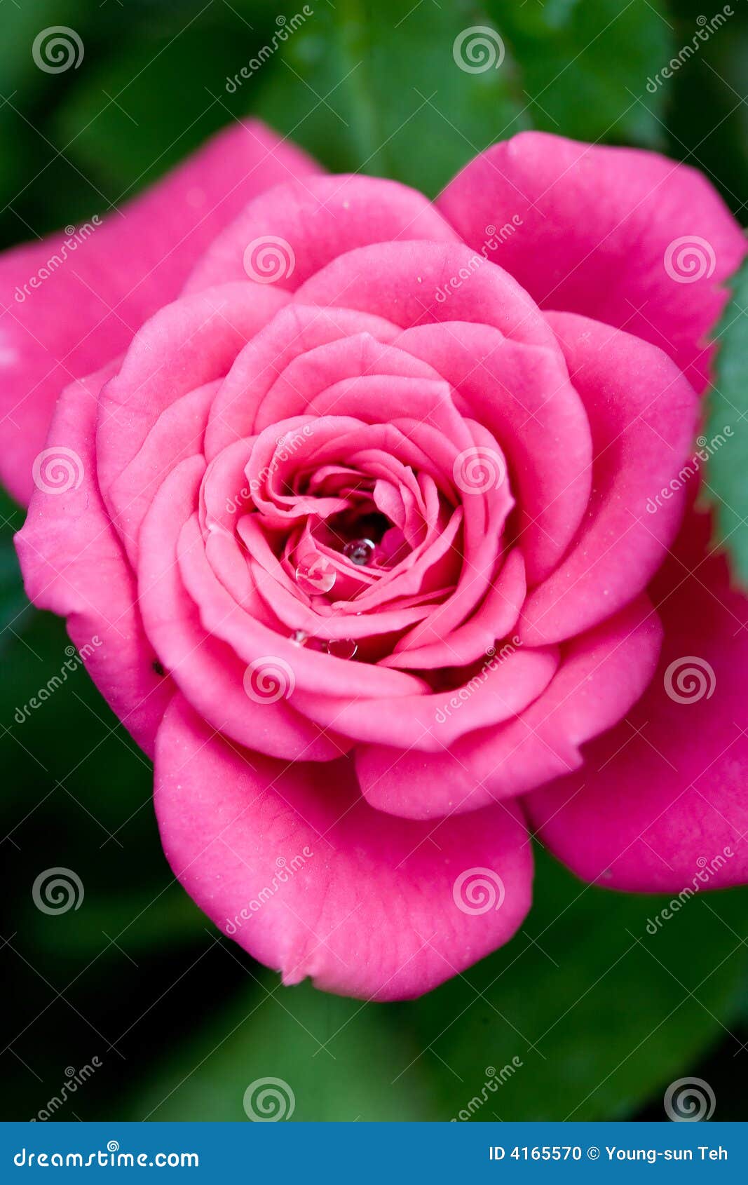 Pink rose close-up stock photo. Image of bloom, petals - 4165570