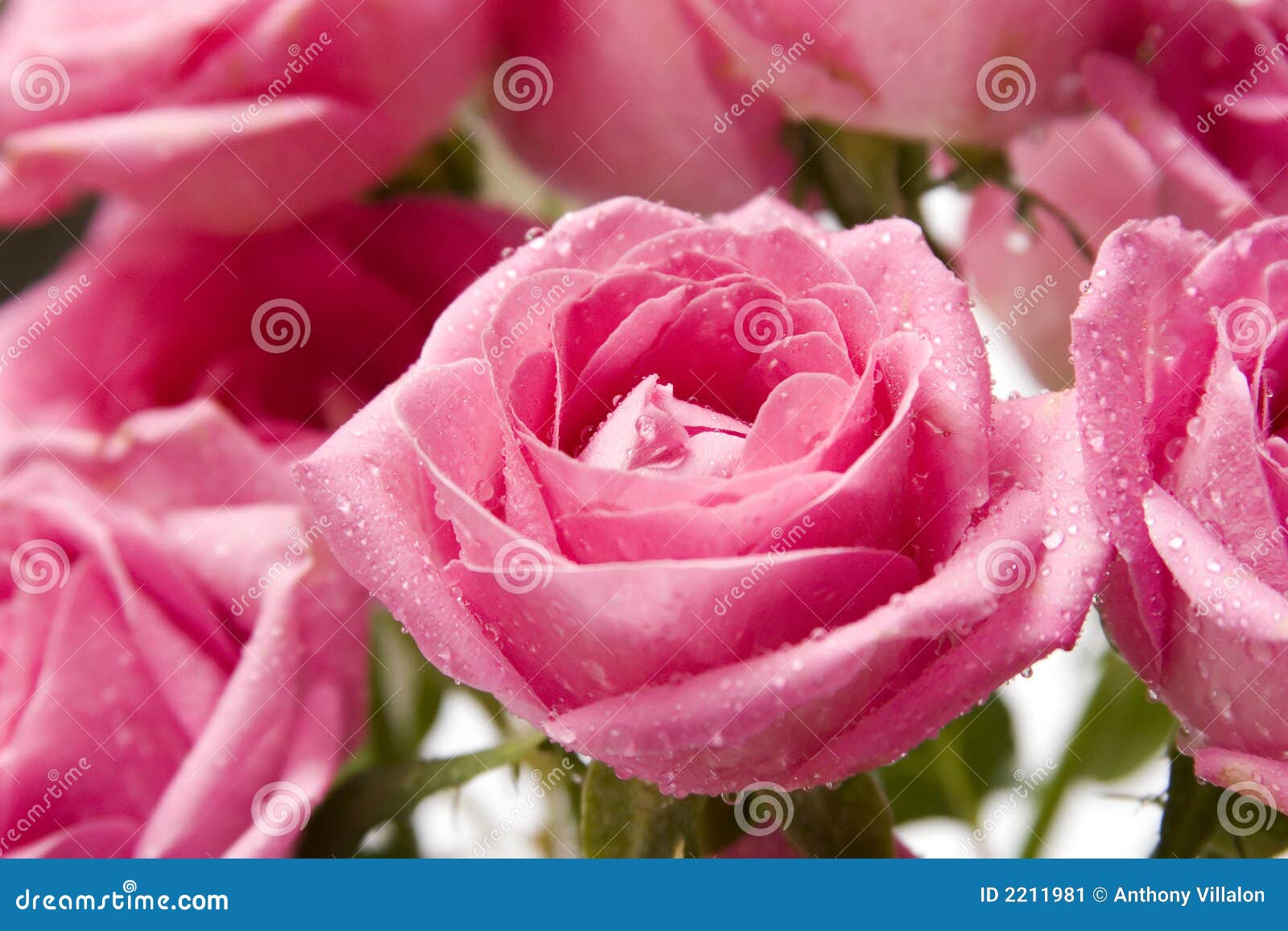 Pink rose close-up 5 stock image. Image of florist, floral - 2211981