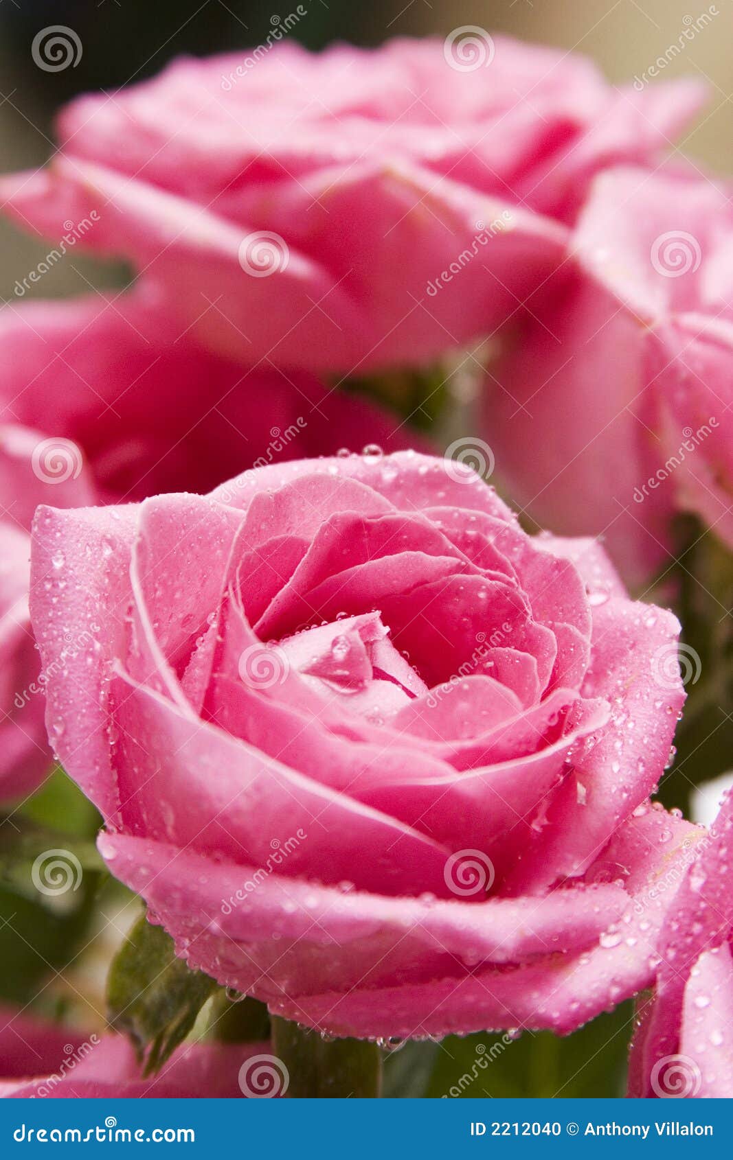 Pink rose close-up 6 stock photo. Image of nature, long - 2212040