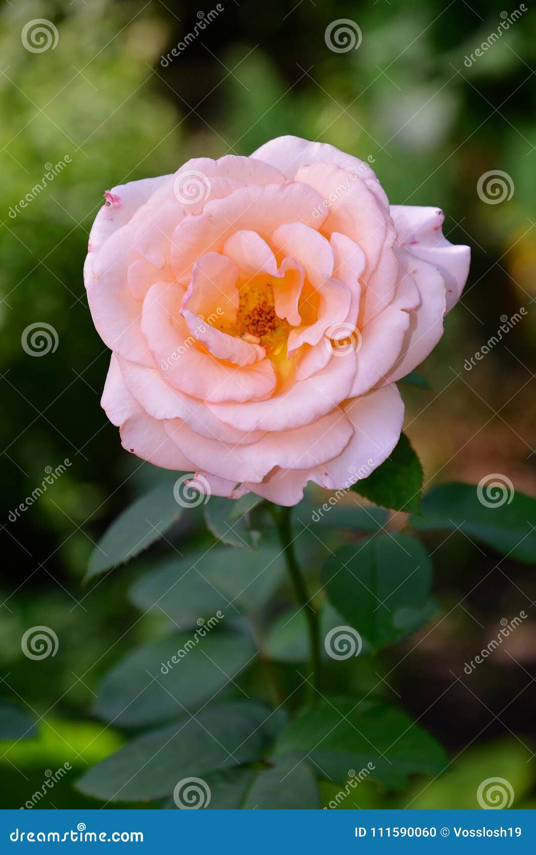 Pink Rose Close-up in the Evening. Stock Photo - Image of garden, open ...