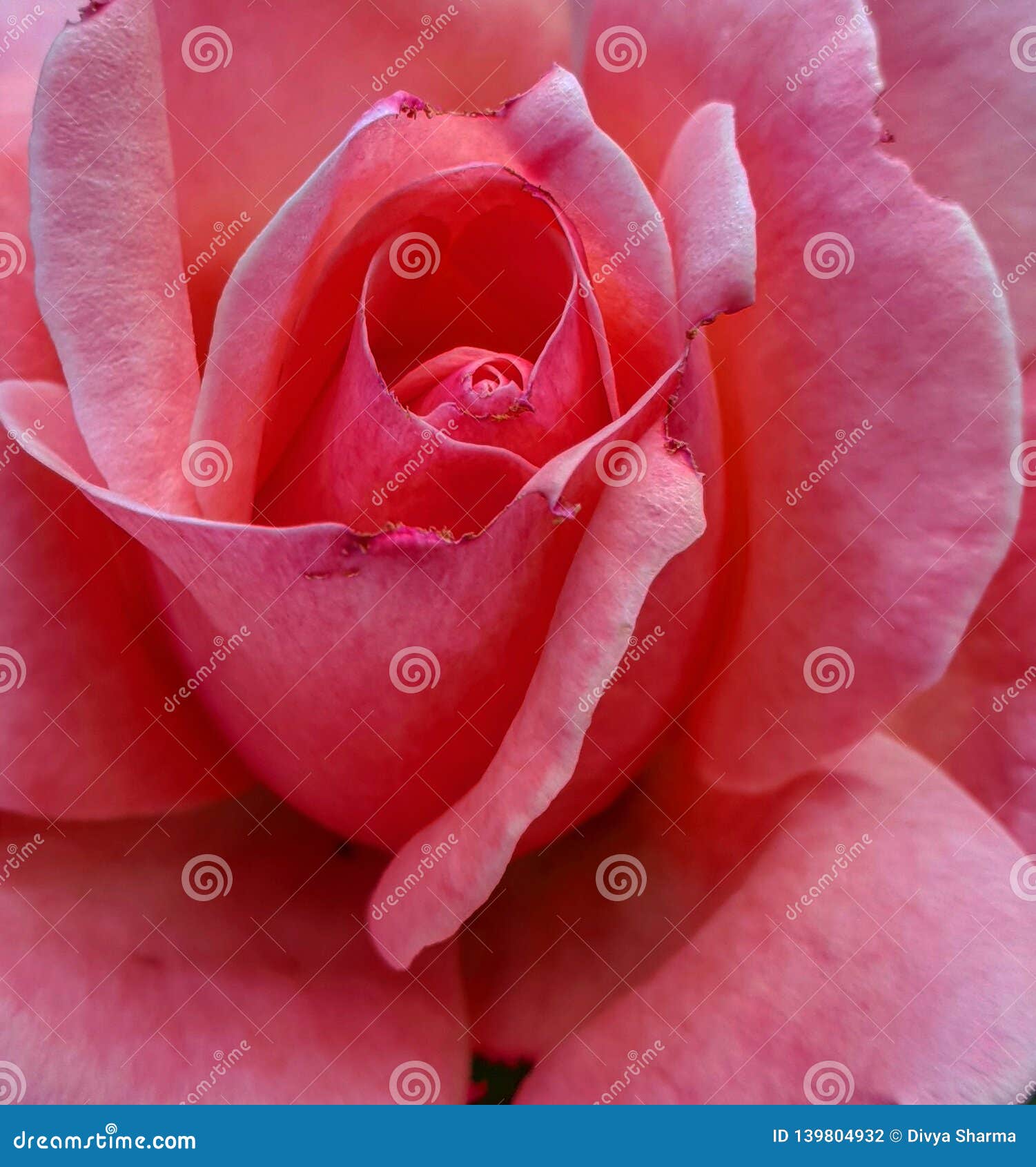 Pink Rose stock photo. Image of close, rose, flower - 139804932