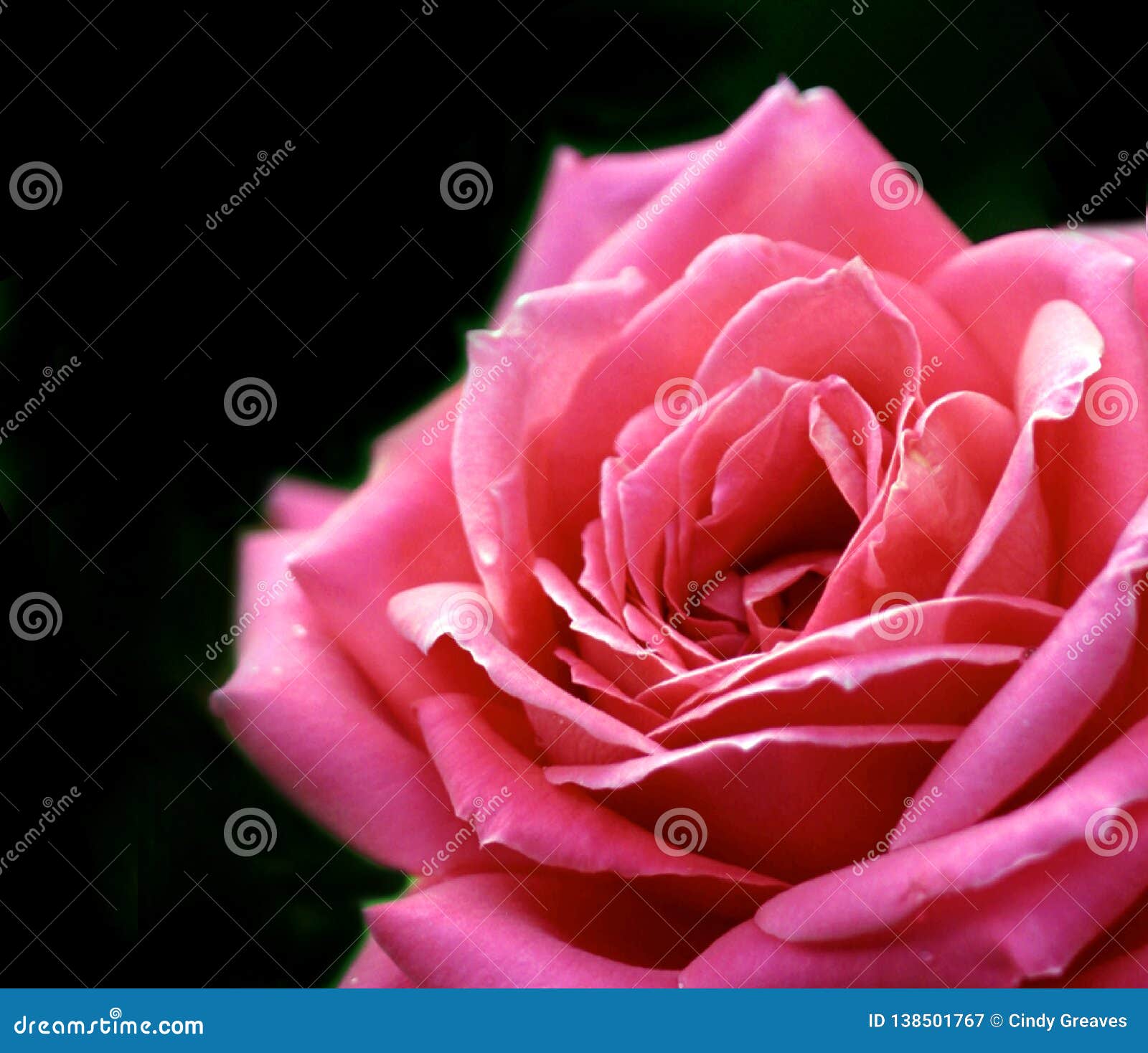 Beautiful Pink Rose Opening Petals Stock Image - Image of petals ...