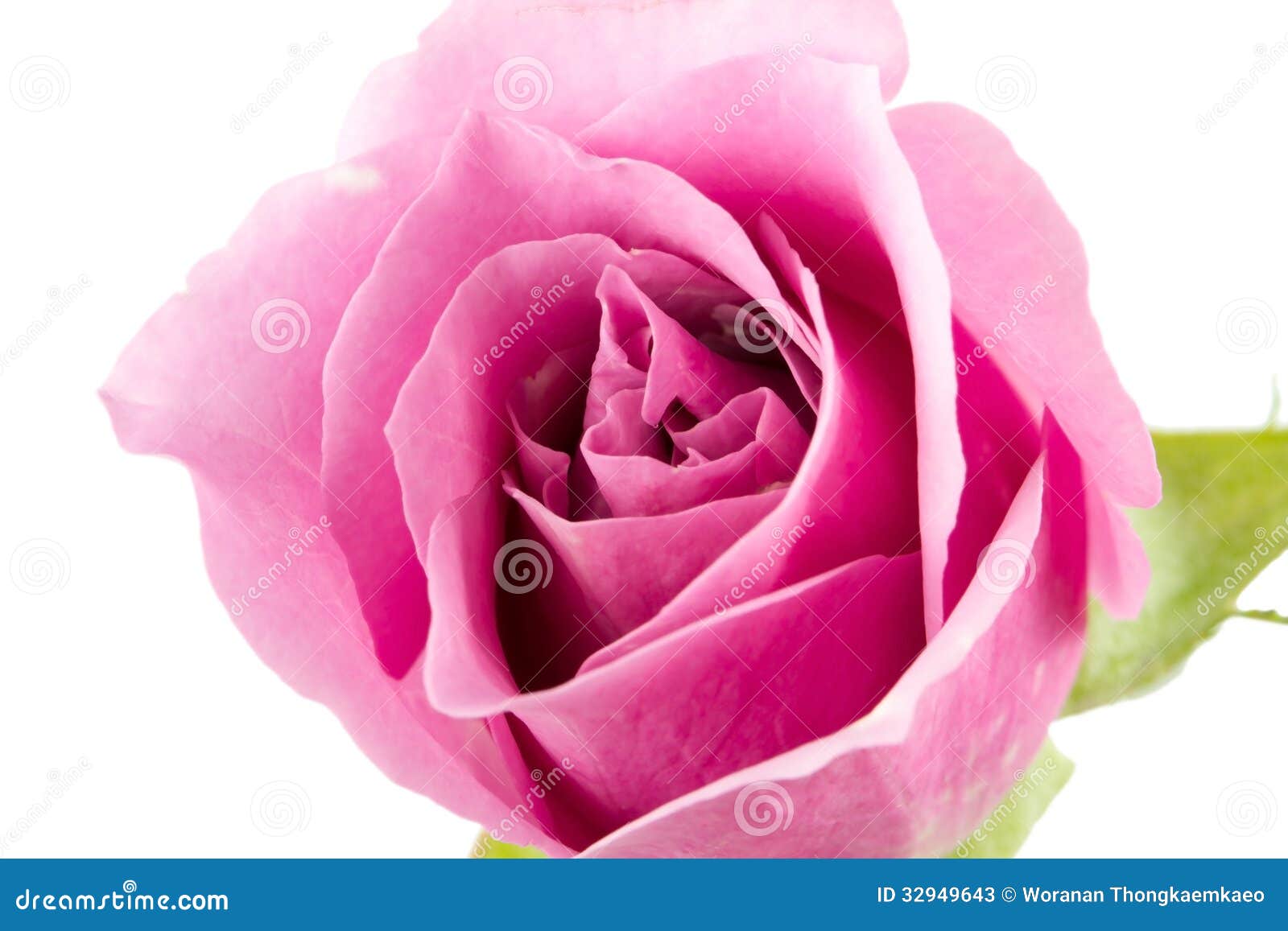Pink rose closeup stock image. Image of fresh, nature - 32949643