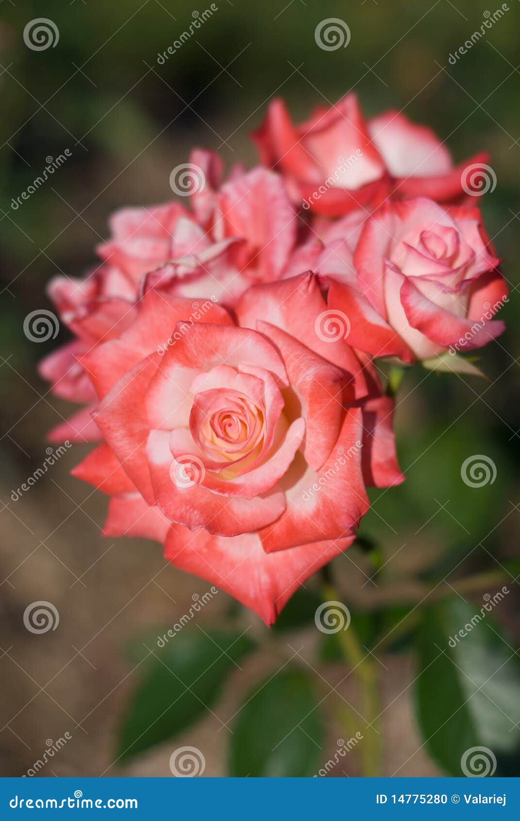 Pink Rose Cluster stock photo. Image of outdoors, outside - 14775280