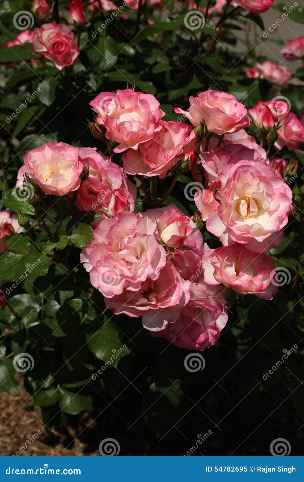 Pink rose cluster stock image. Image of park, plant, bush - 54782695