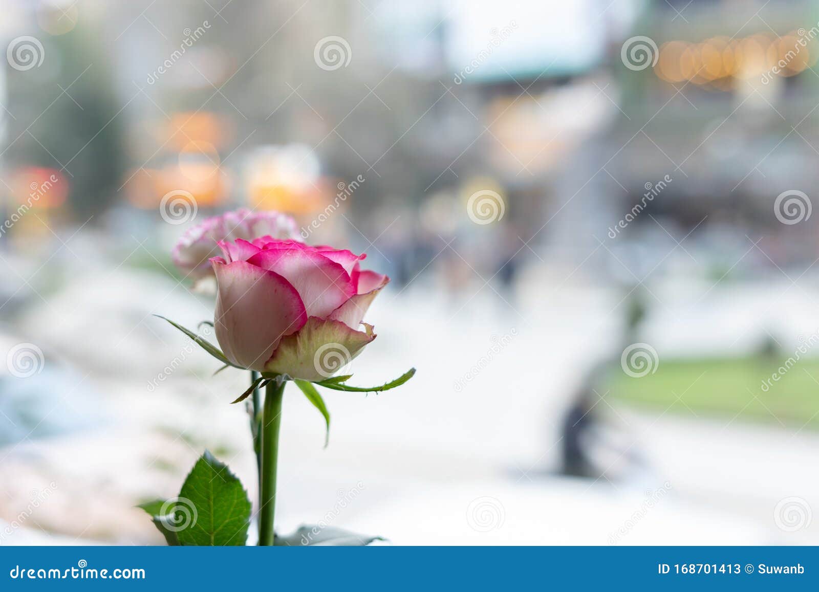 Pink rose in coffee shop stock image. Image of beauty - 168701413