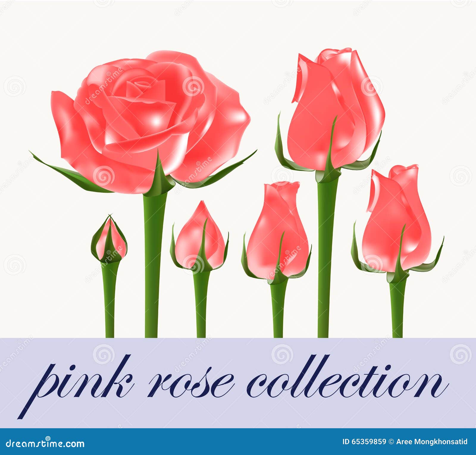 Pink rose collection stock vector. Illustration of bloom - 65359859