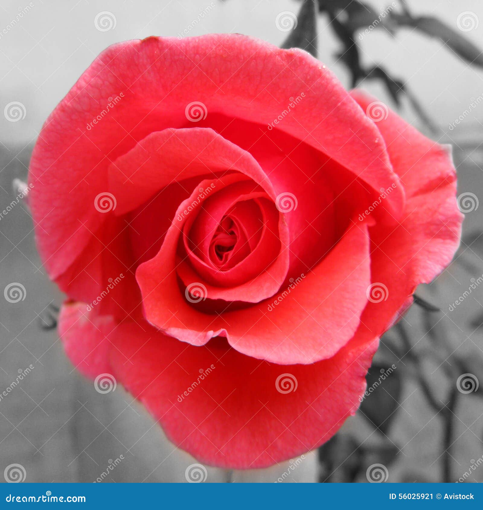 Red Rose Color Splash In Landscape Royalty-Free Stock Photo ...