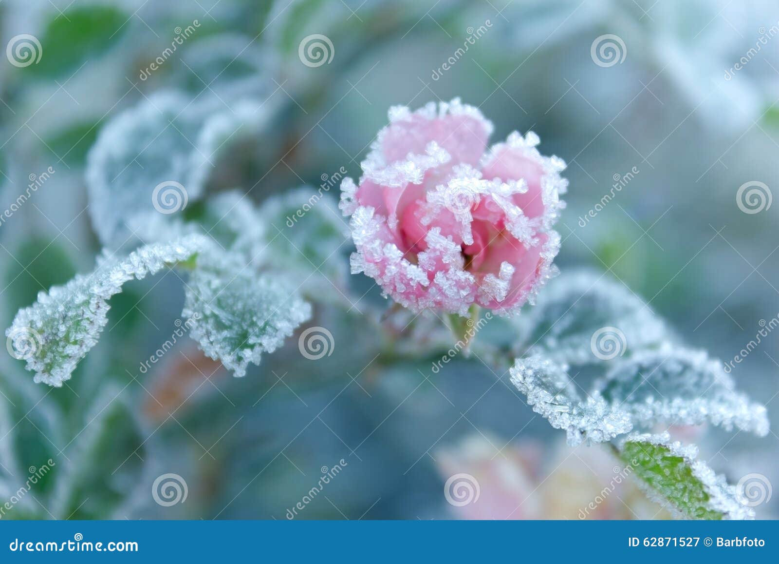 Pink rose stock image. Image of cold, petal, pink, winter - 62871527