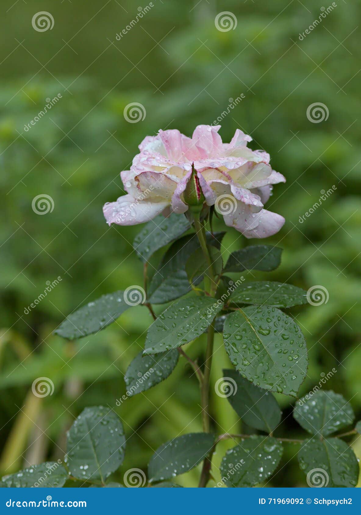 Pink Rose Covered with Raindrops Stock Photo - Image of copy, flower ...