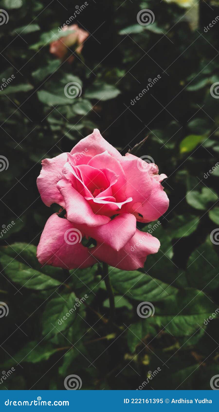 Pink Rose Dark Mood stock image. Image of mood, beautiful - 222161395