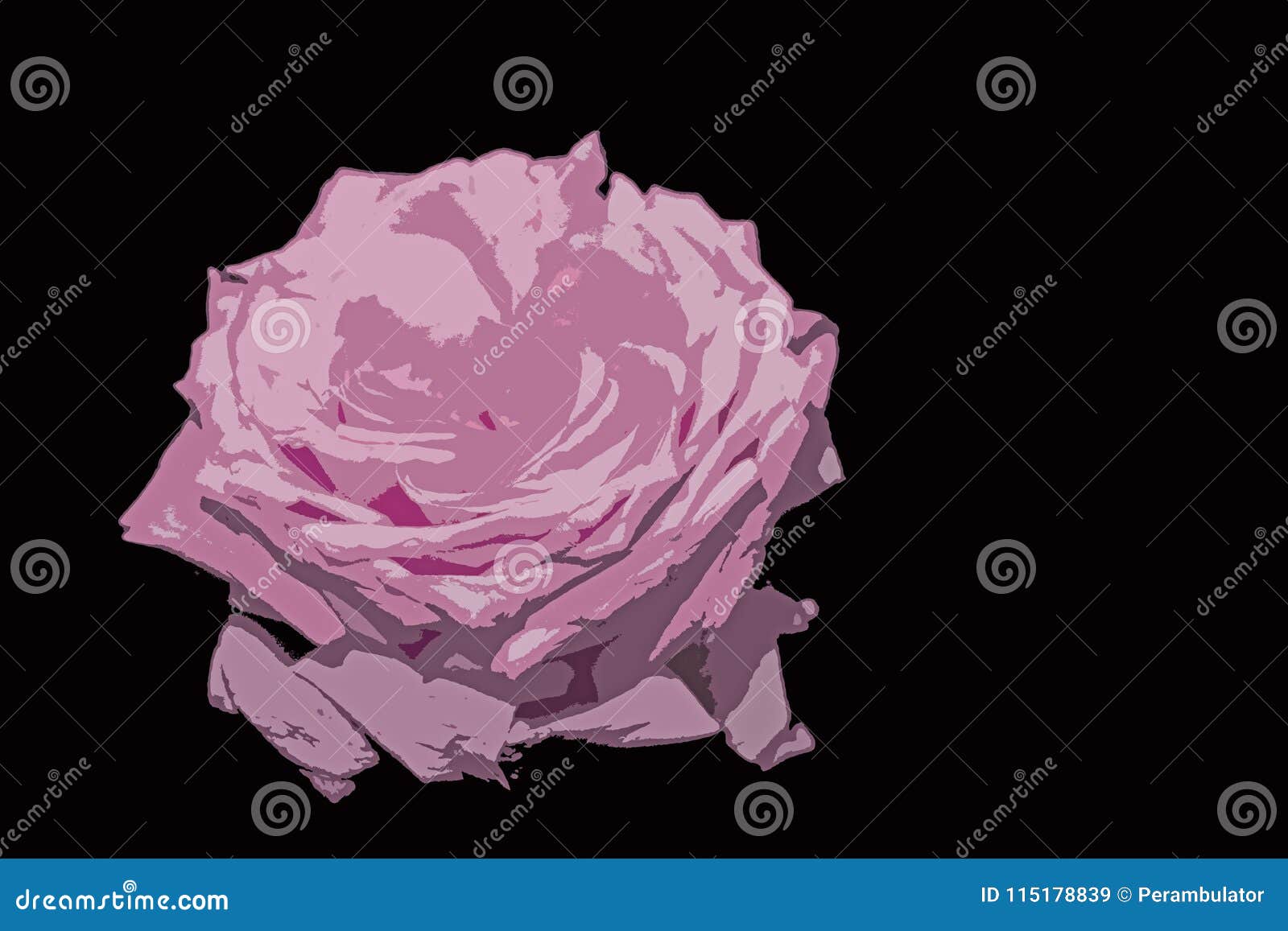 PINK ROSE DESIGN on BLACK BACKGROUND Stock Image - Image of coloured ...