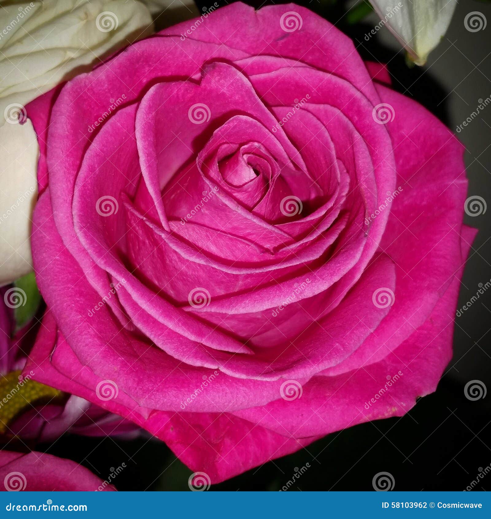 Pink Rose stock photo. Image of symbol, plant, detailed - 58103962