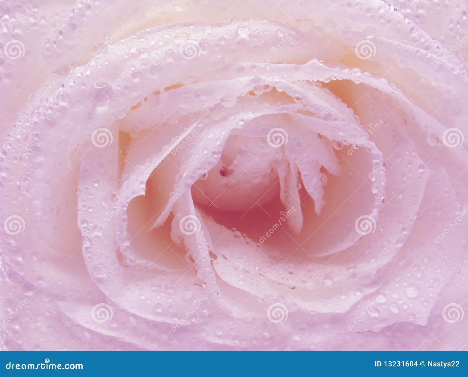Pink rose in dew drops stock photo. Image of drop, object - 13231604