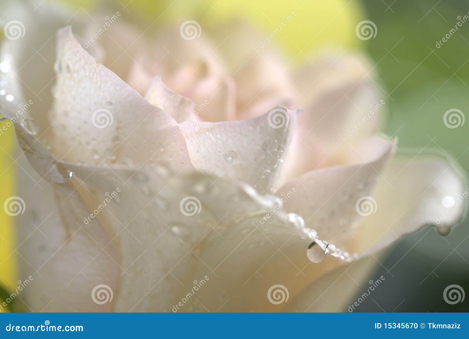 A pink rose with dew drops stock photo. Image of beautiful - 15345670
