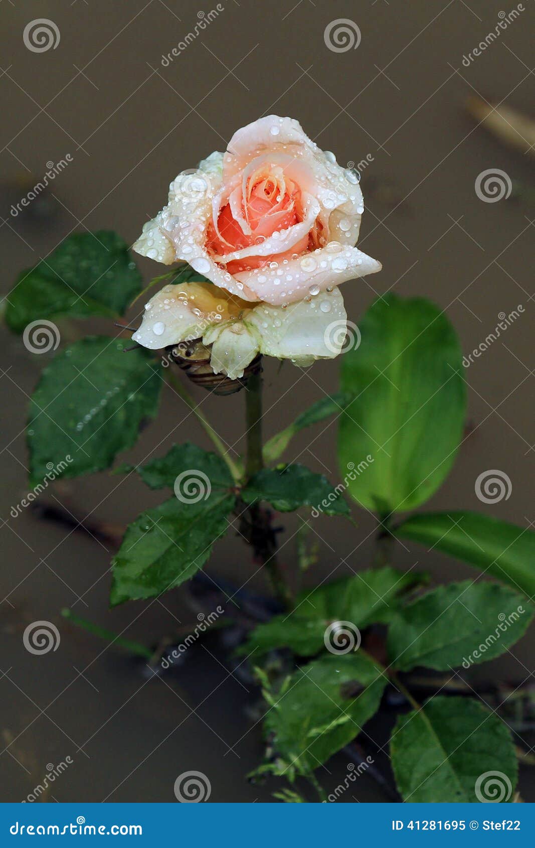 Pink rose with dew drops stock image. Image of fresh - 41281695