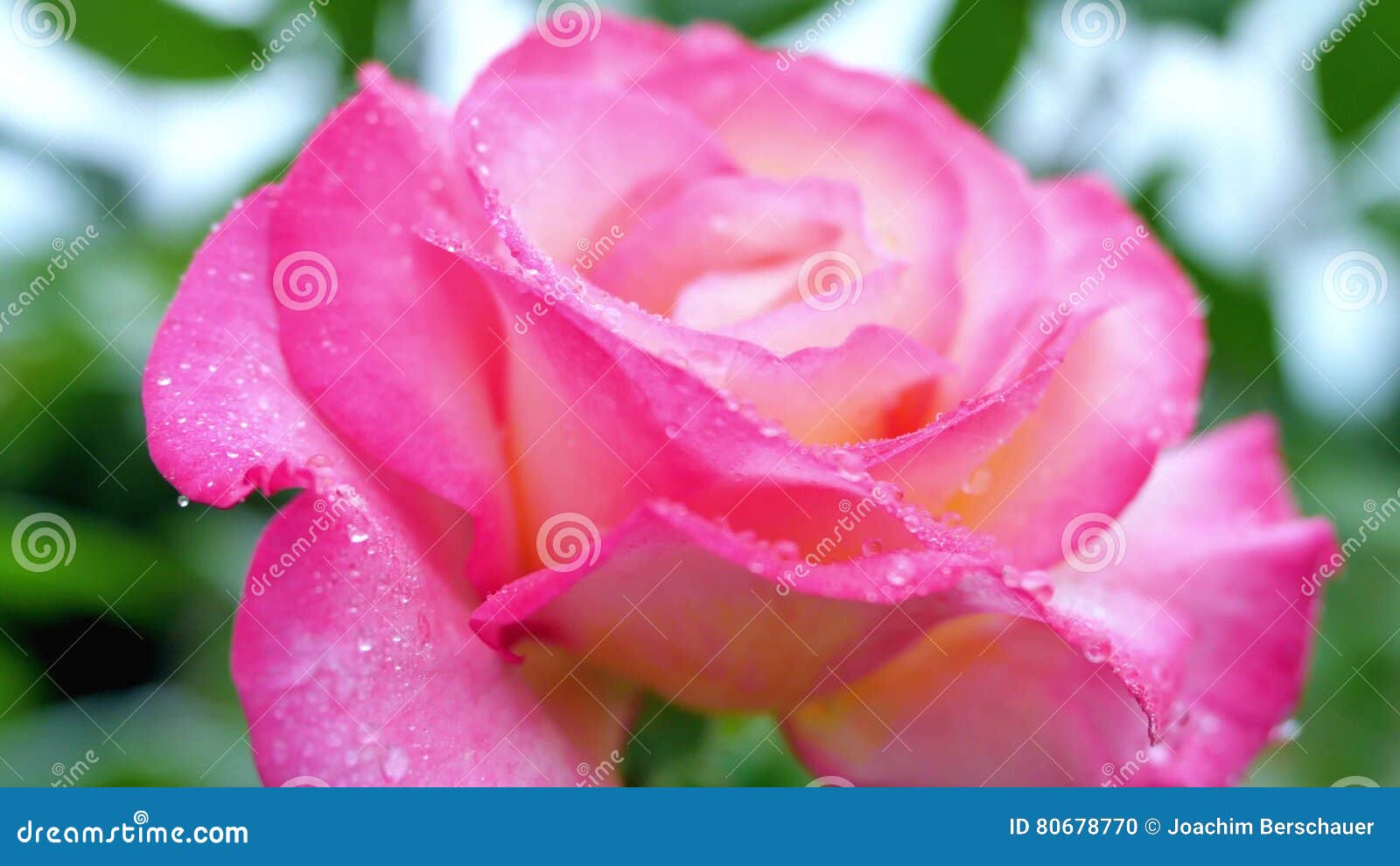 Pink Rose in the Dew Drops Close-up. Stock Photo - Image of beauty ...