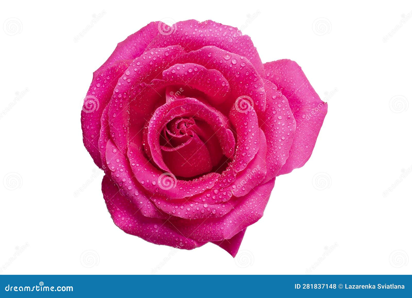 Pink Rose with Dew Drops Close-up Stock Photo - Image of white, gift ...