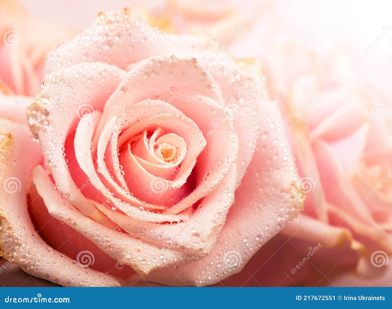 Pink Rose with Dew Drops Lies on a Delicate Silk Background Stock Image ...