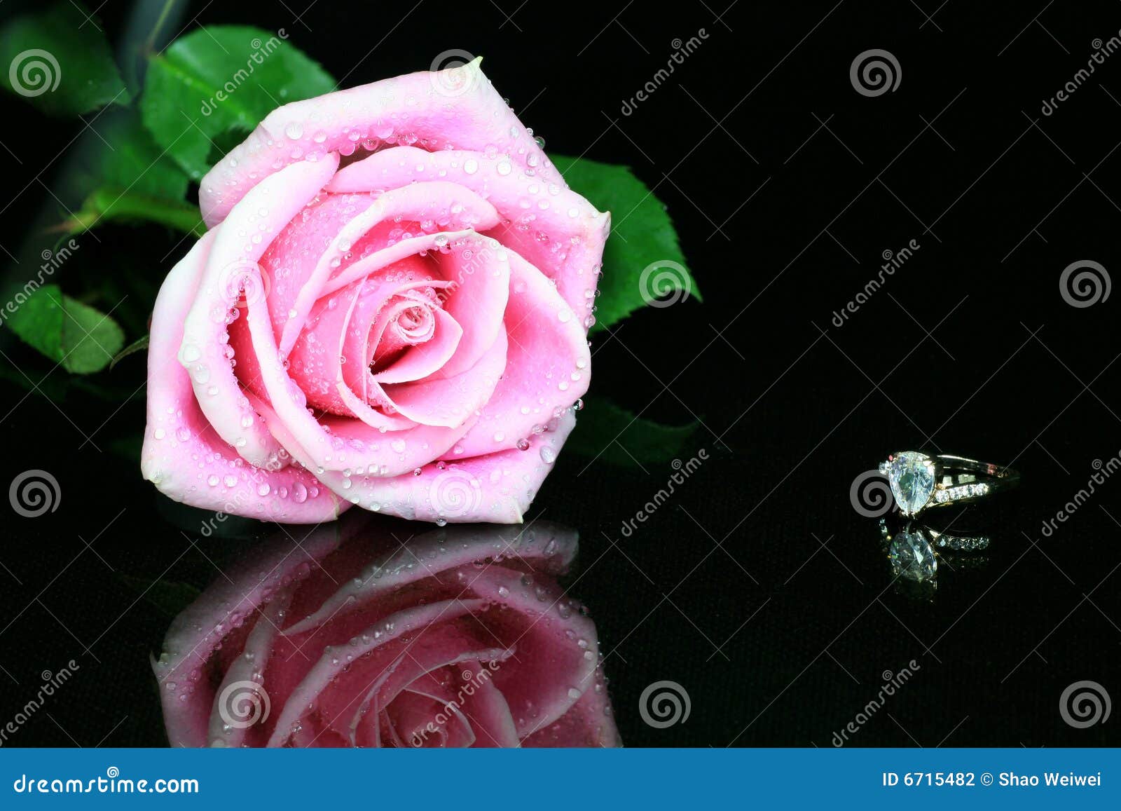 Pink Rose with Diamond Ring Stock Photo - Image of close, selective ...