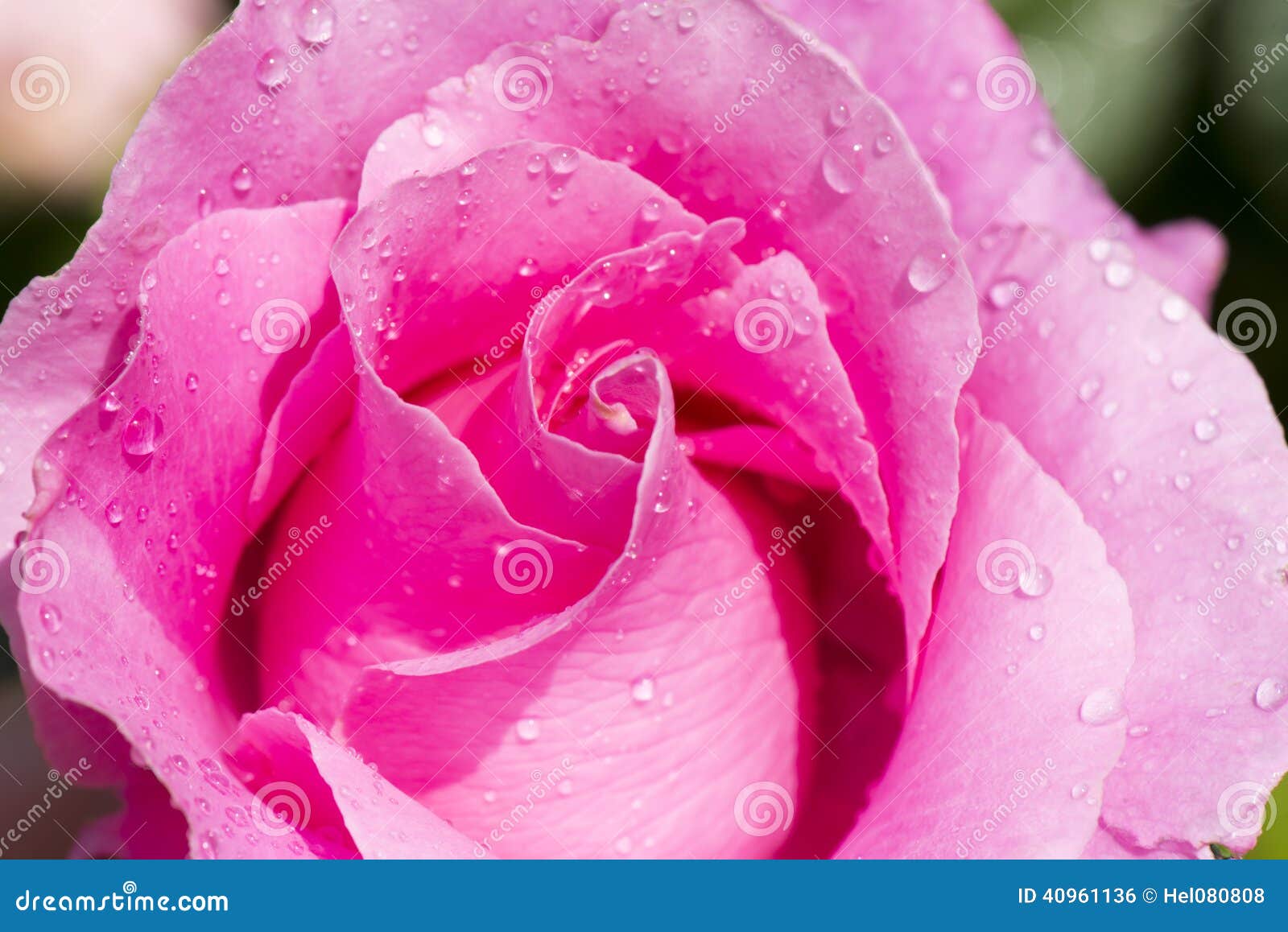 Pink Rose with drops stock photo. Image of rain, rose - 40961136
