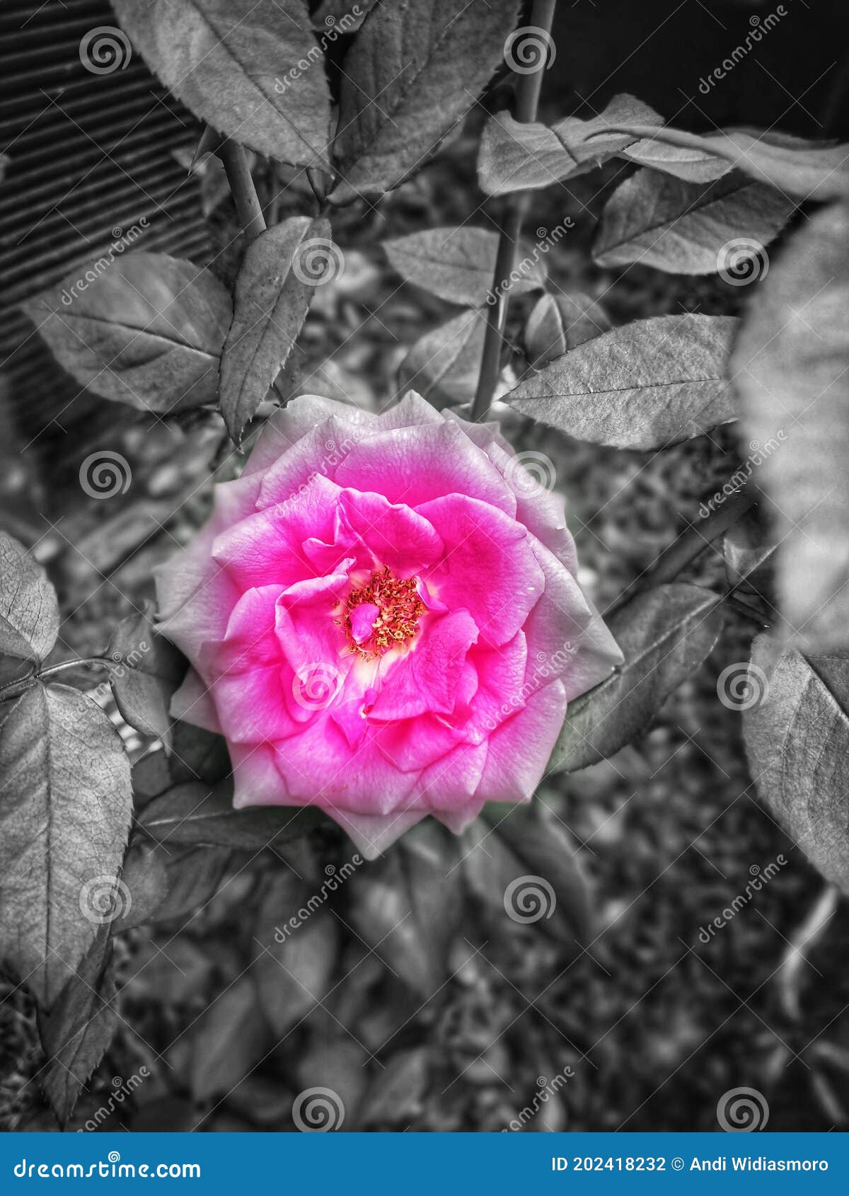A Pink Rose Edited by Splash Color Technique Stock Photo - Image of ...