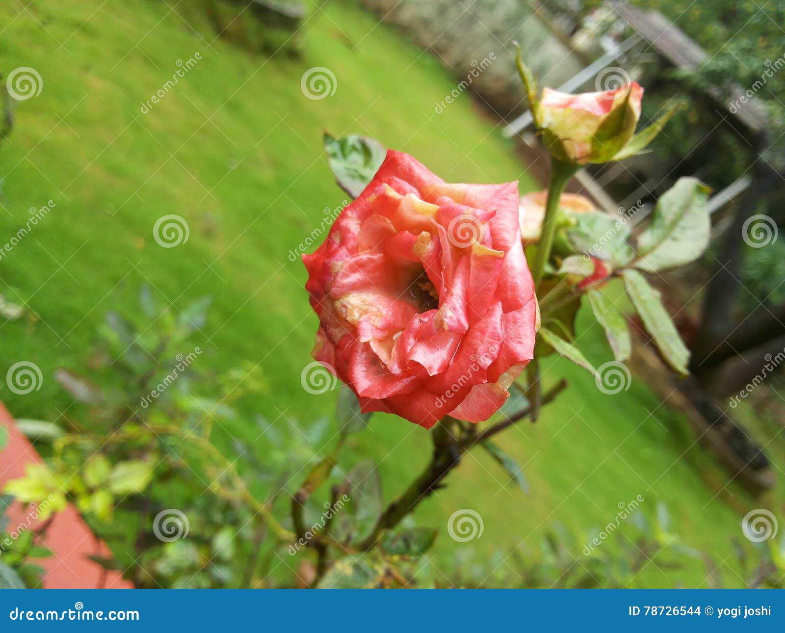 Pink rose epic stock photo. Image of awesome, love, rose - 78726544