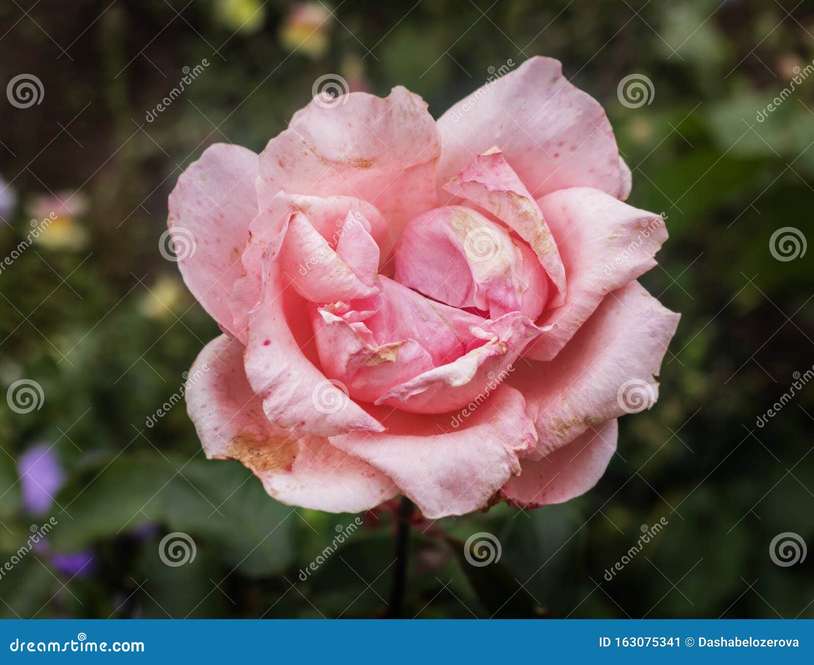 Pink Rose with Fading Petals Stock Image - Image of petals, petal ...