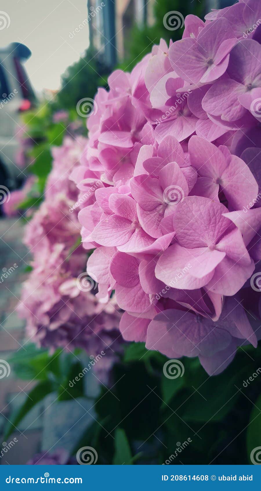 Pink Rose Feeling Better and Better Stock Photo - Image of pink ...