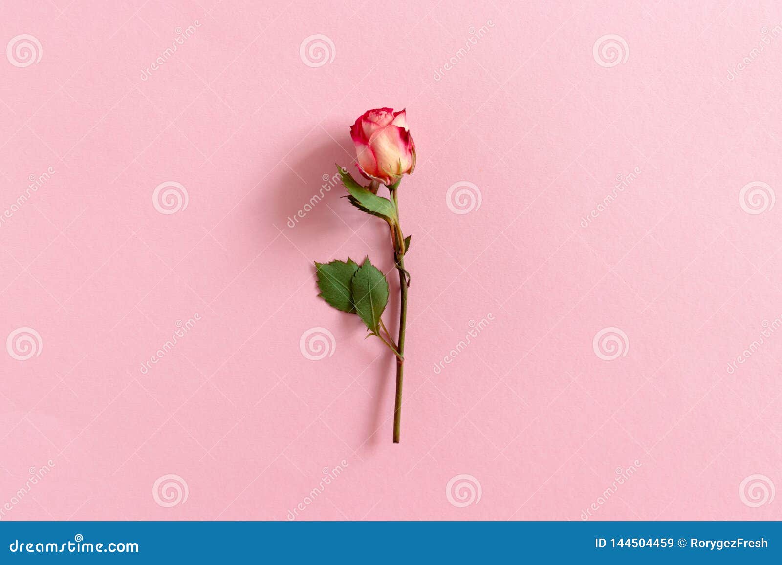 Pink rose flatlay stock image. Image of nature, celebration - 144504459