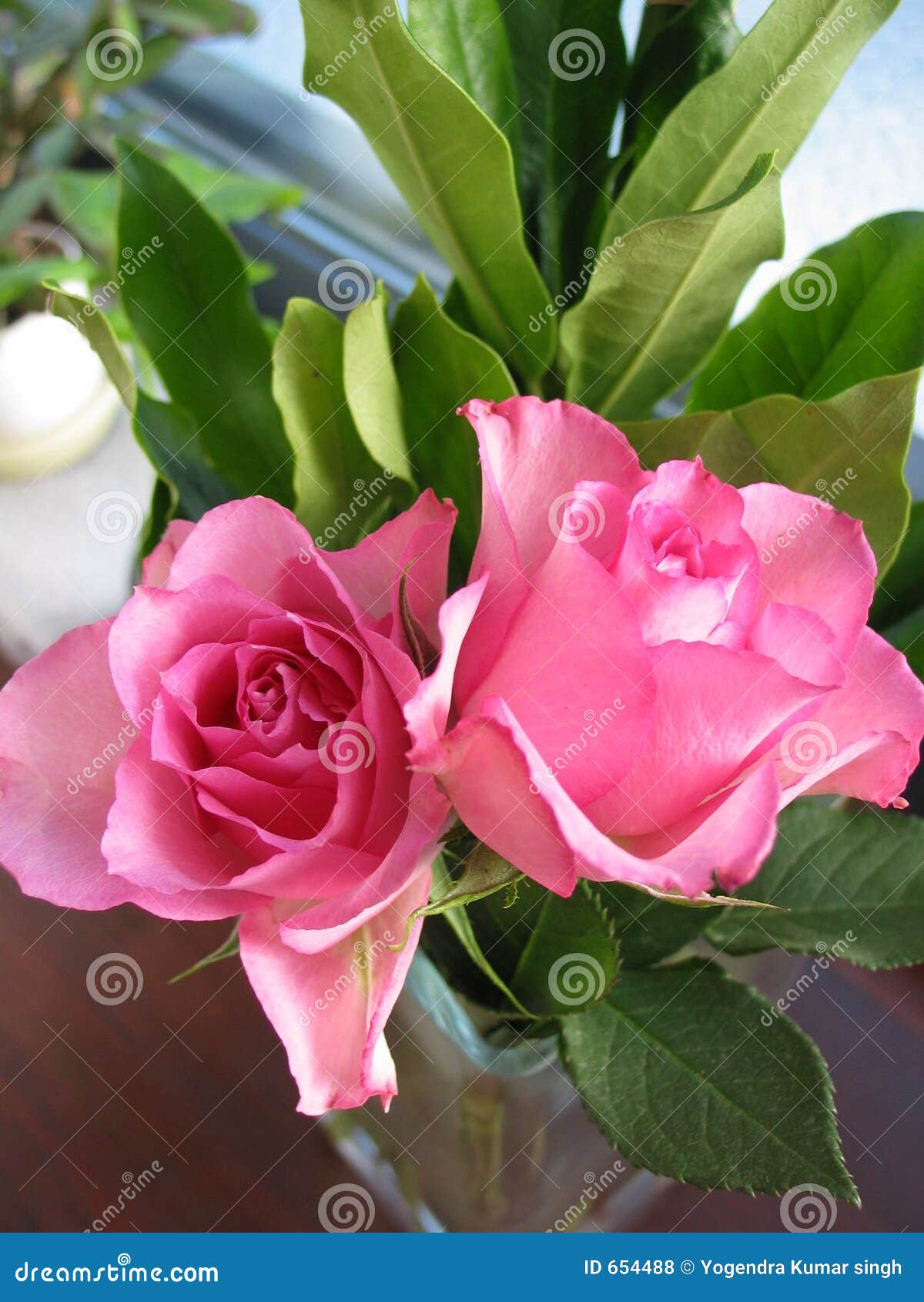 205 Lone Pink Rose Stock Photos - Free & Royalty-Free Stock Photos from ...