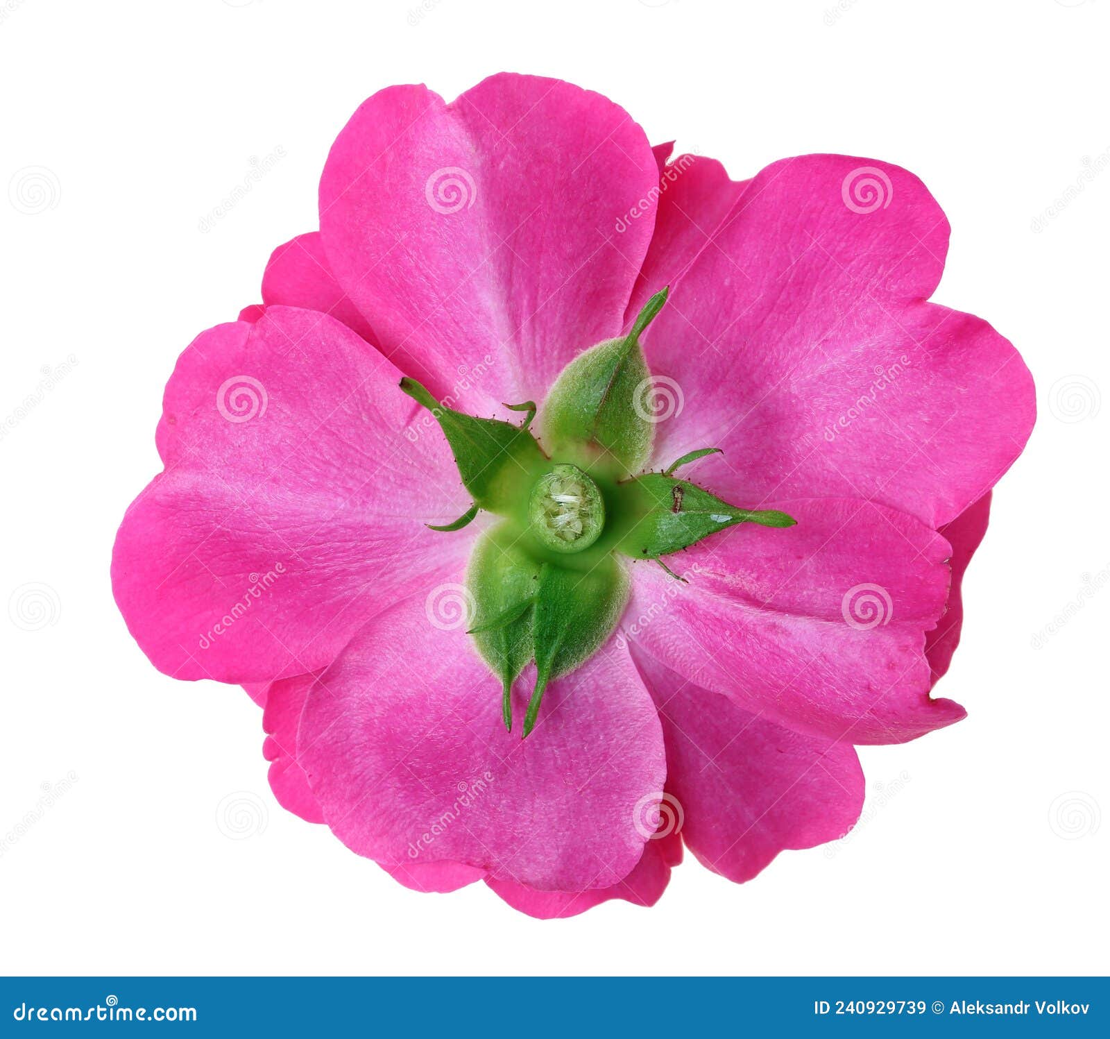 Pink Rose Flower Back Side Isolated Macro Stock Image - Image of ...