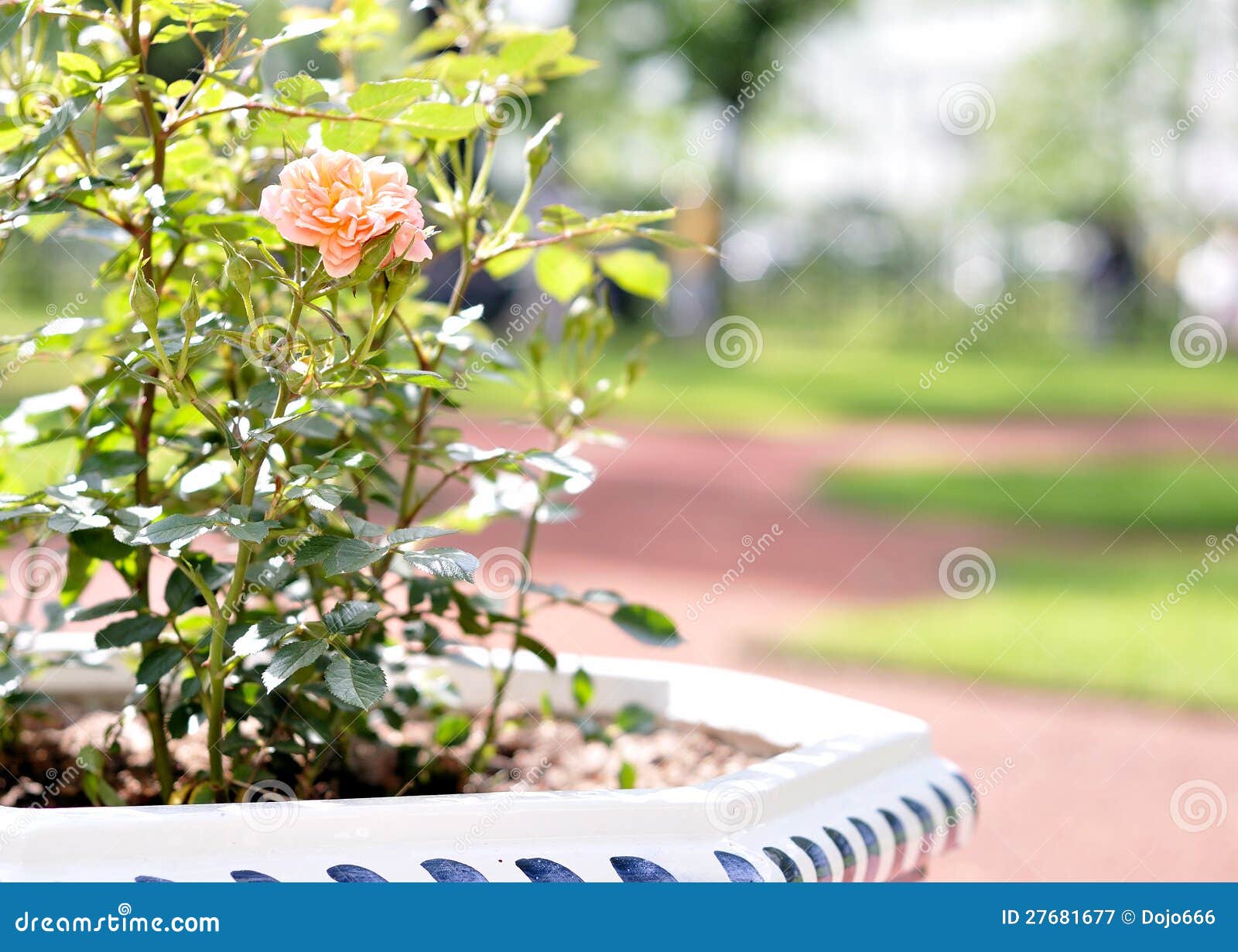 Pink Rose in Flower Bed in Park Stock Image - Image of blossom ...