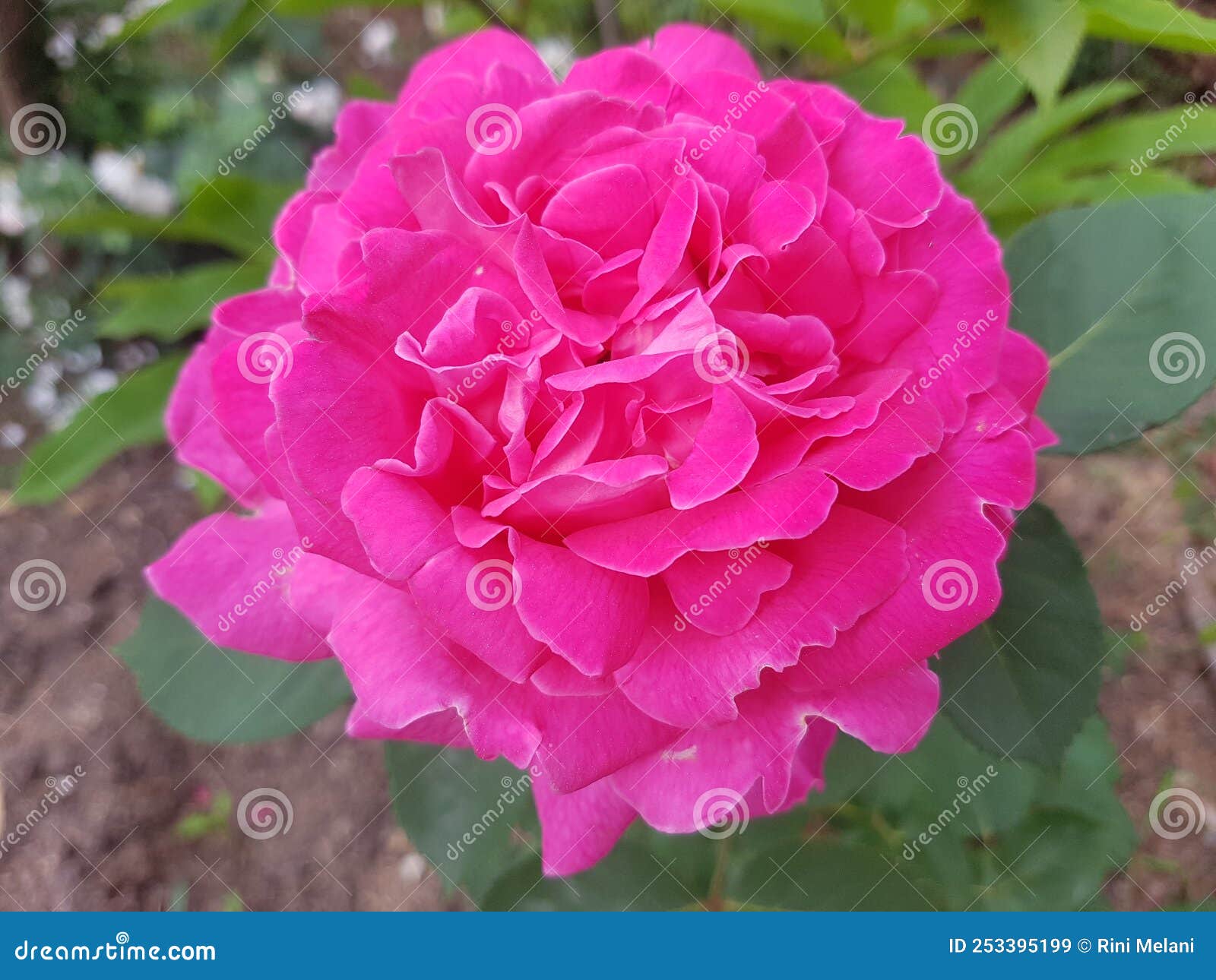 Pink rose flower stock image. Image of peony, flowers - 253395199