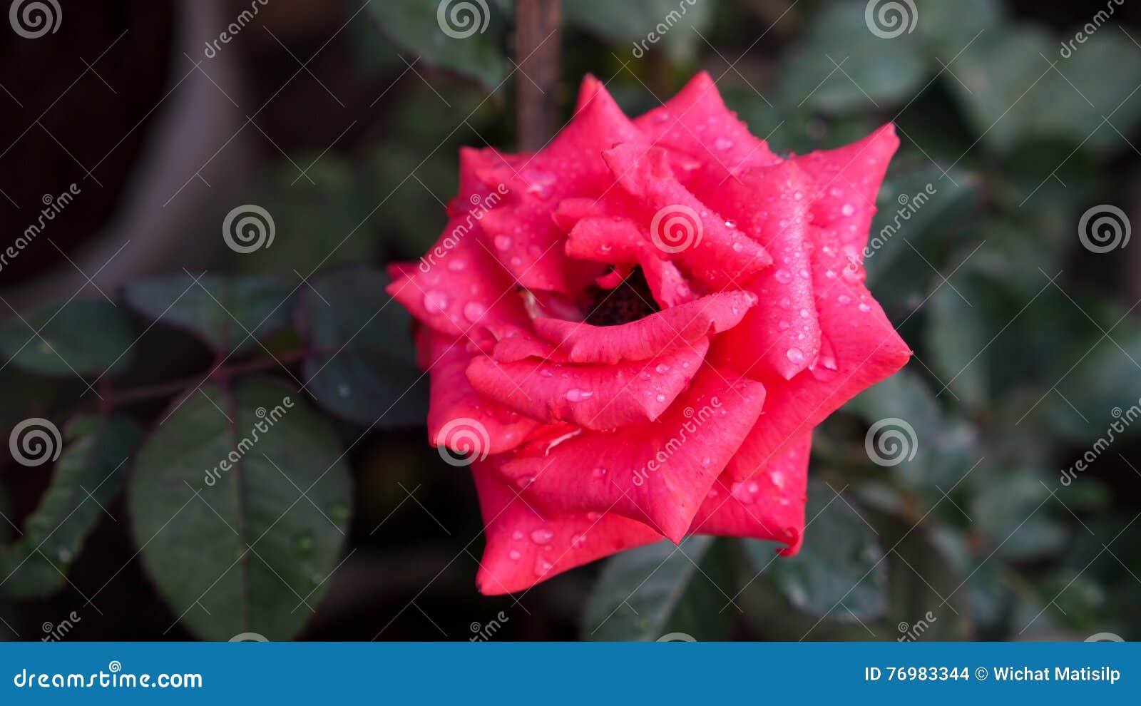 Pink Rose Flower Blooming stock photo. Image of holiday - 76983344