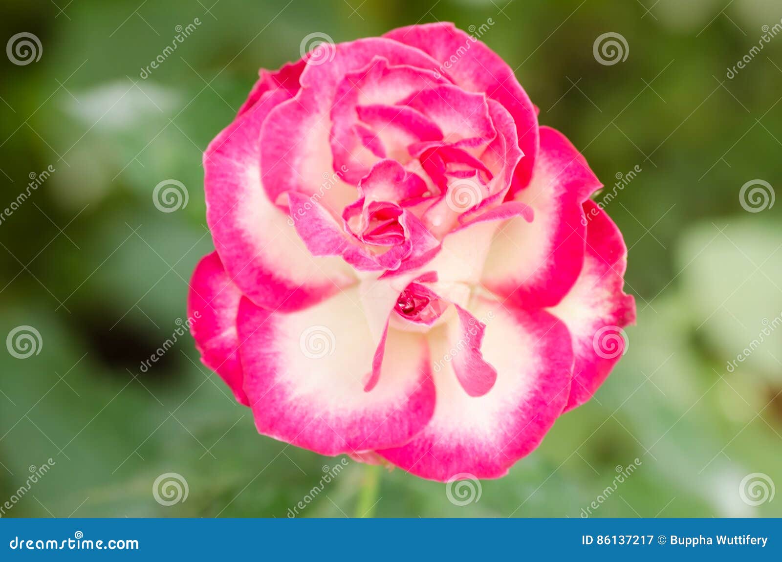 Pink rose flower stock image. Image of flower, soft, freshness - 86137217