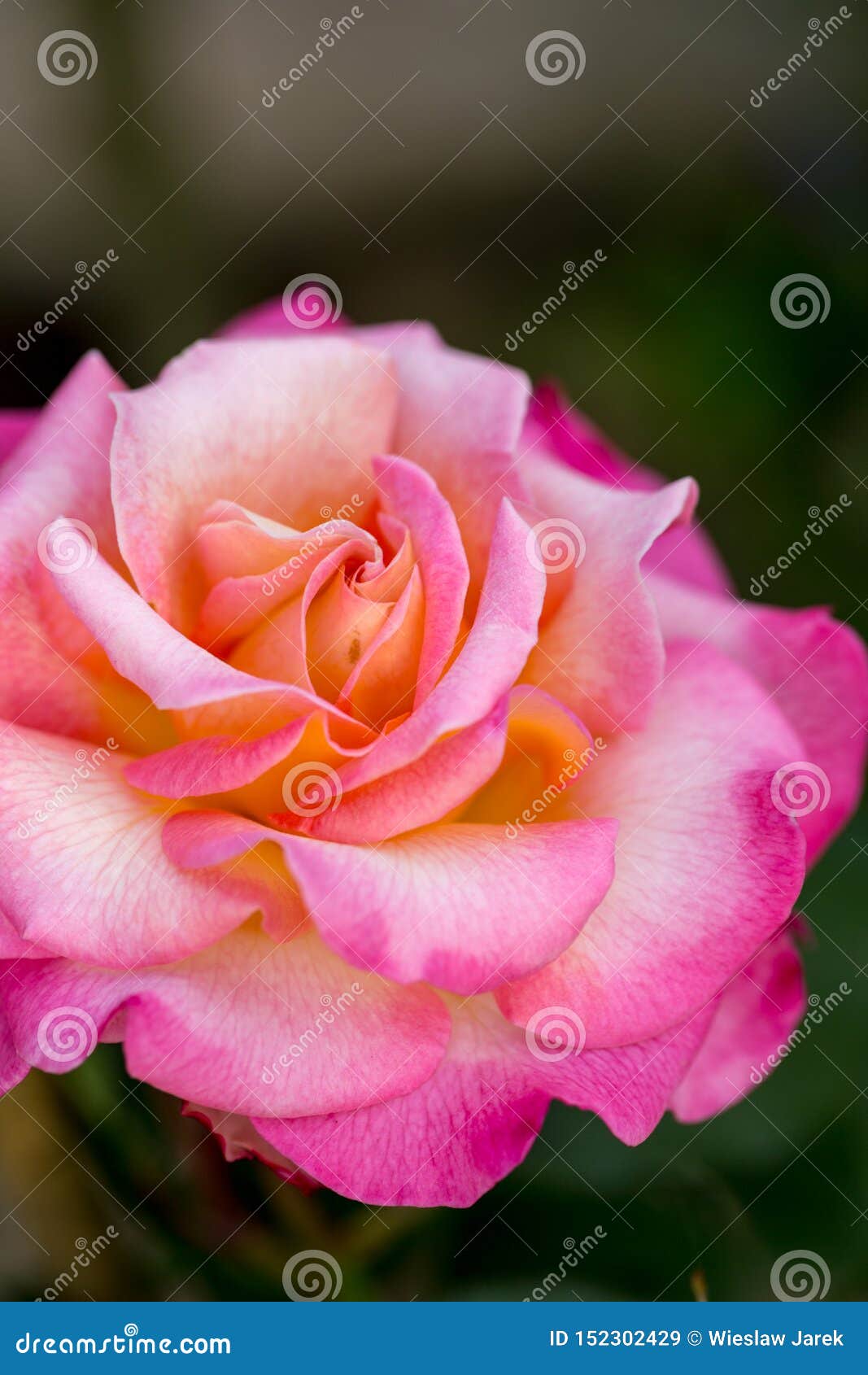 Pink Rose Flower on the Branch in the Garden. Stock Image - Image of ...