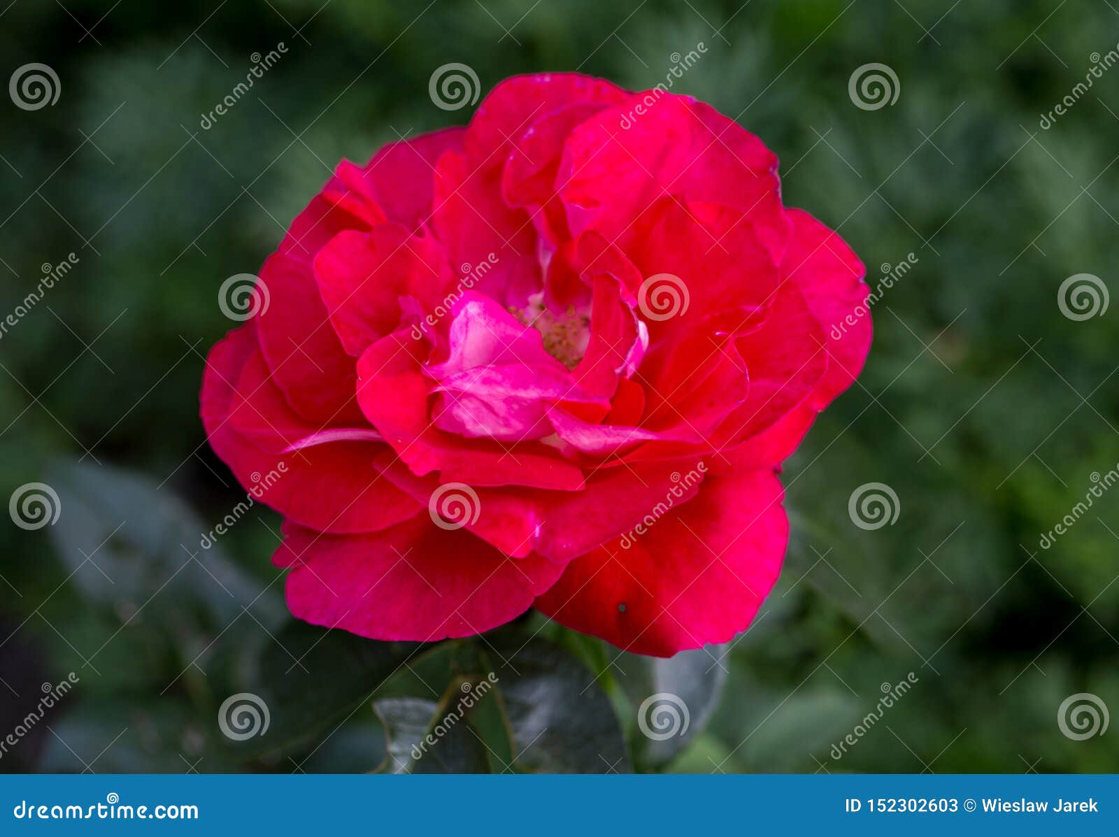 Pink Rose Flower on the Branch in the Garden. Stock Image - Image of ...