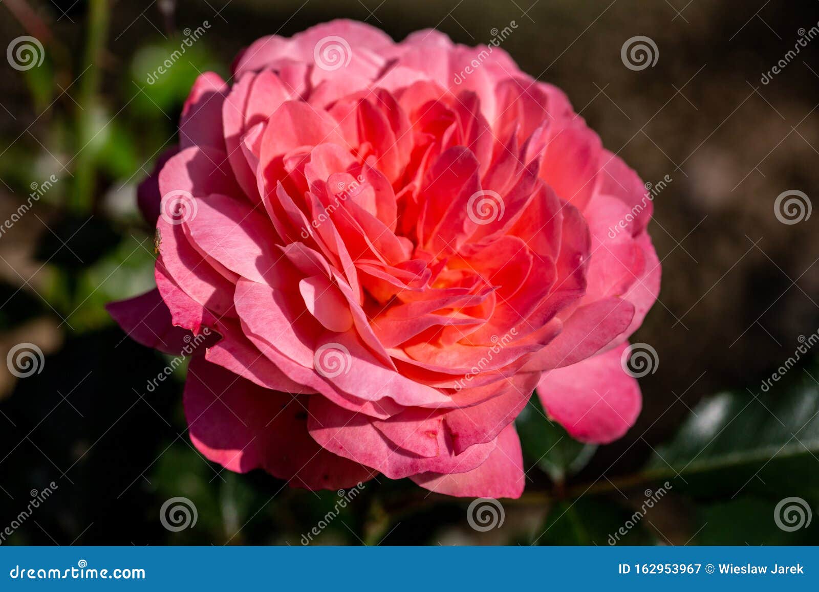 Pink Rose Flower on the Branch in the Garden. Stock Image - Image of ...