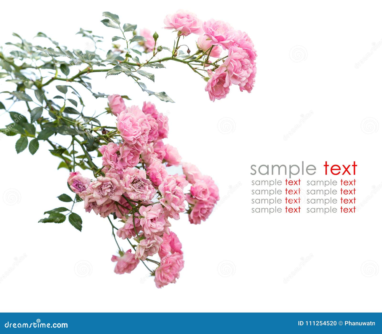 Pink Rose Flower on Branch and Leaf Isolated on White Stock Photo ...