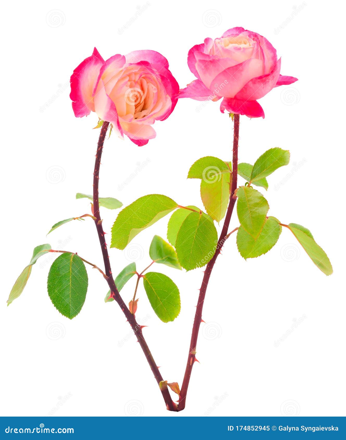 Pink rose flower stock image. Image of blossom, bouquet - 174852945