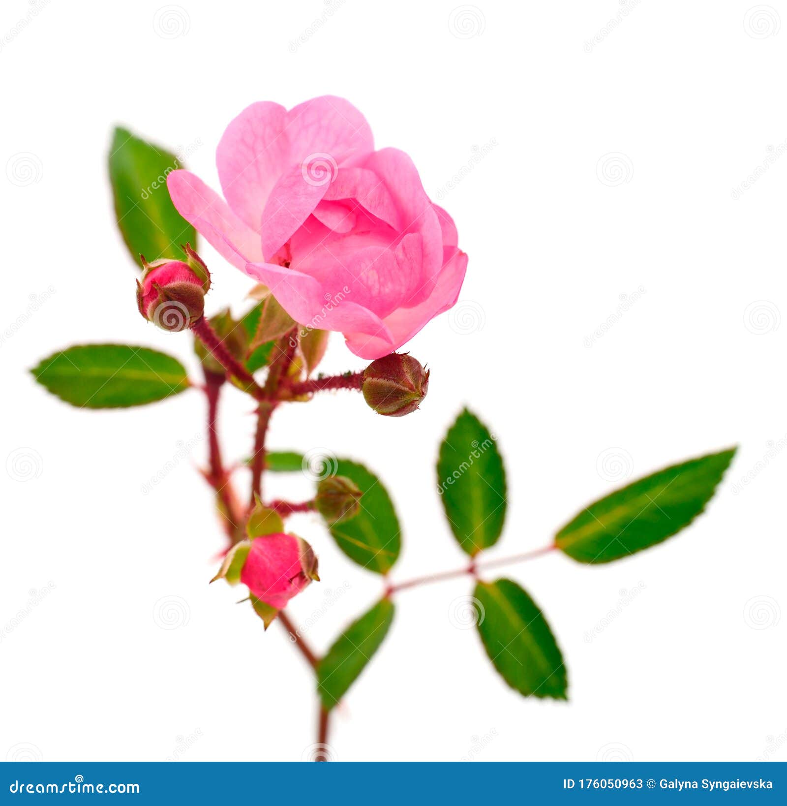 Pink rose flower stock image. Image of blossom, garden - 176050963