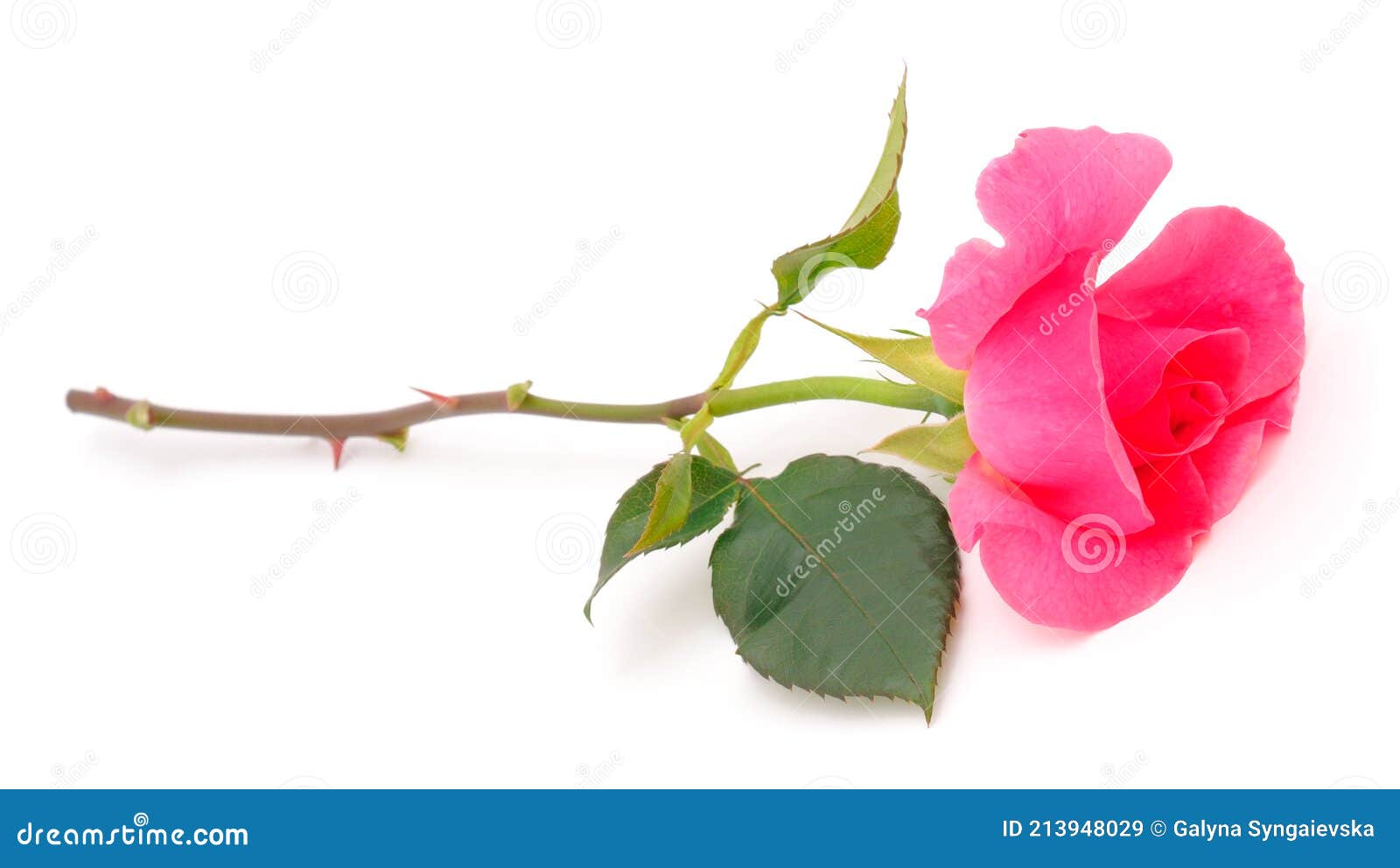 Pink rose flower stock image. Image of flowers, stem - 213948029
