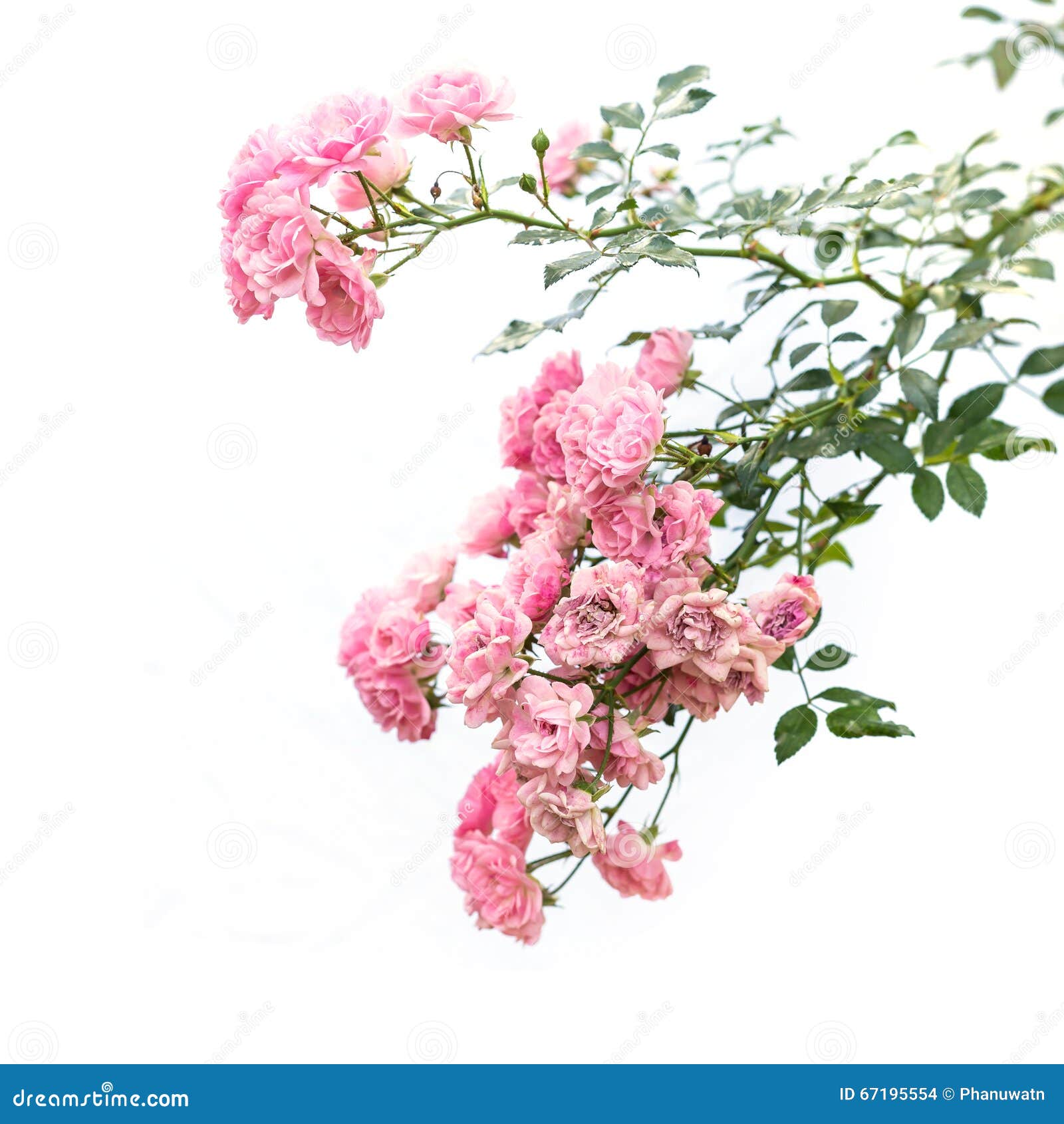Pink Rose Flower on Branch and Leaf Isolated on White Stock Photo ...
