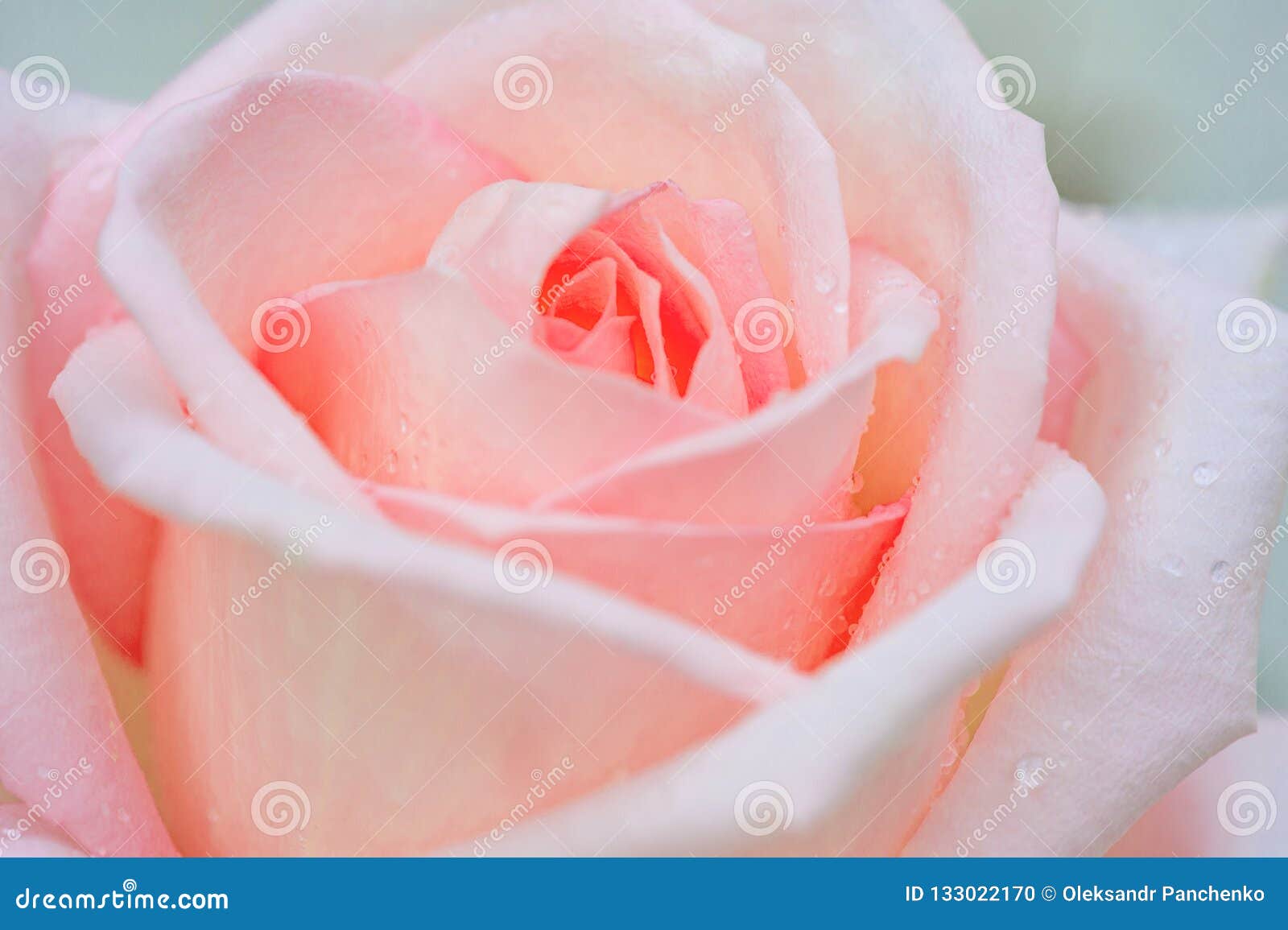 Simplified Rose Stock Photos - Free & Royalty-Free Stock Photos from ...