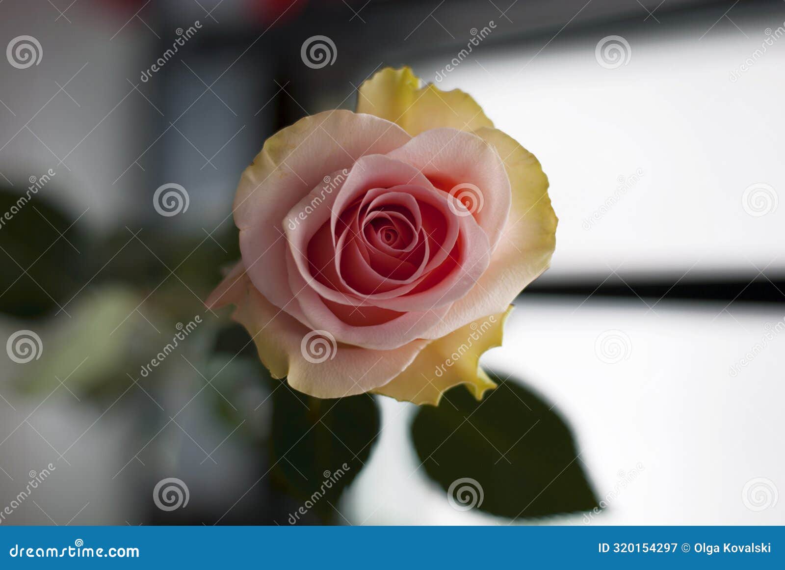 Pink Rose. Dark Pink Rose Flower Closeup, Natural Background Stock ...