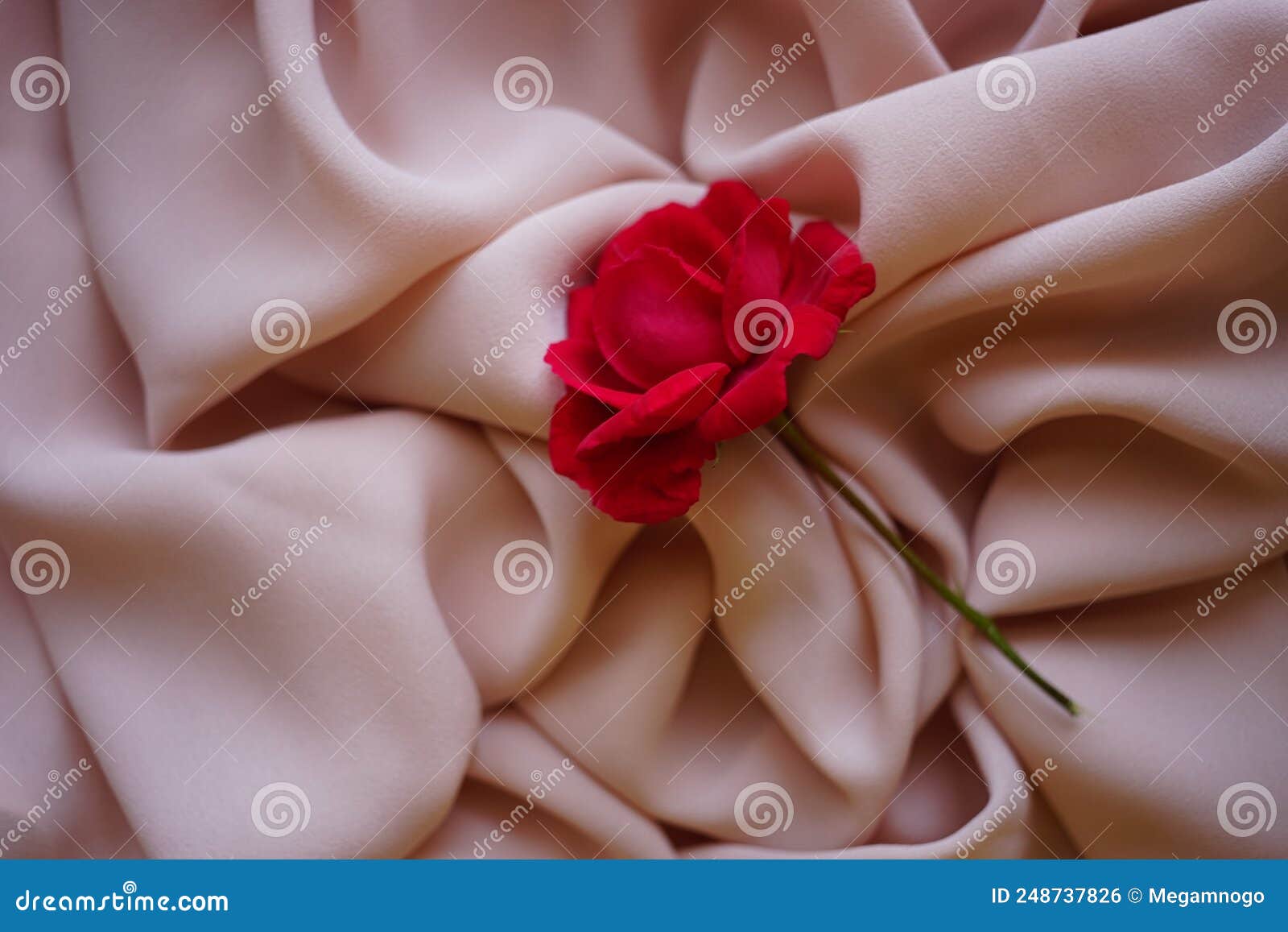 Pink Rose Flower on Delicate Beige Wavy Chiffon Stock Photo - Image of ...