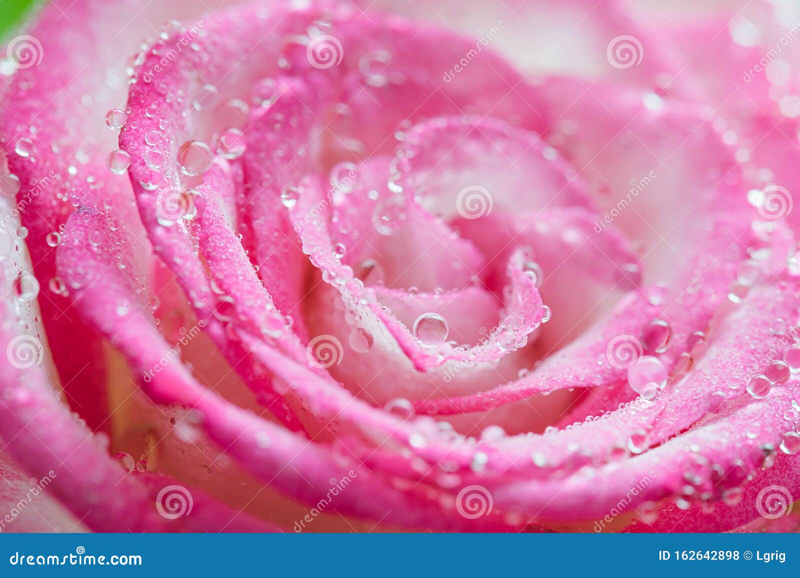 Pink Rose Flower in Drops Close Up Stock Photo - Image of foreground ...