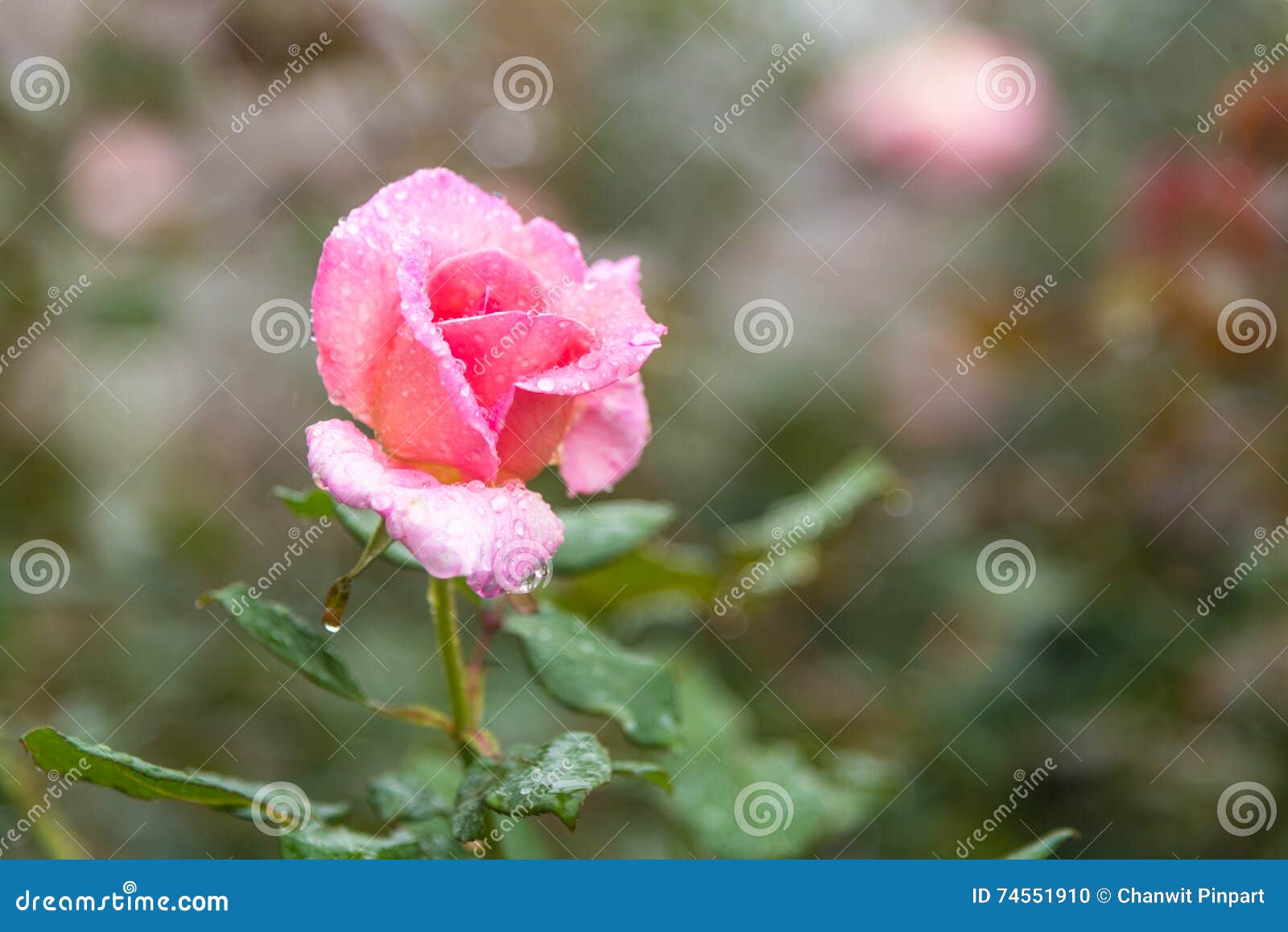 Pink Rose Flower with Drops of Dew in Garden Stock Photo - Image of ...