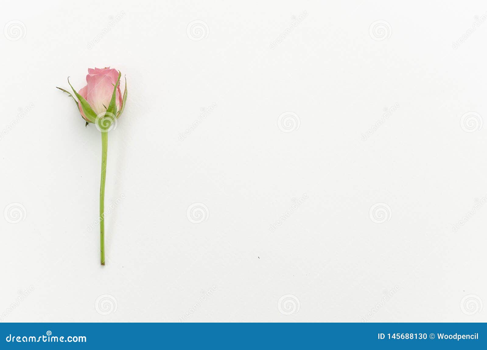 Pink Rose Flower Isolated On Corner. White Background, Copy Space For ...